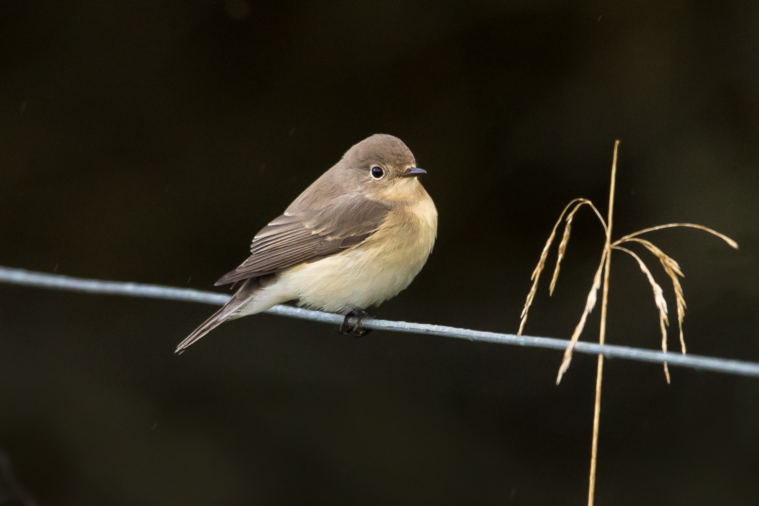 Red-breasted Flycatcher by Ian Bollen - BirdGuides