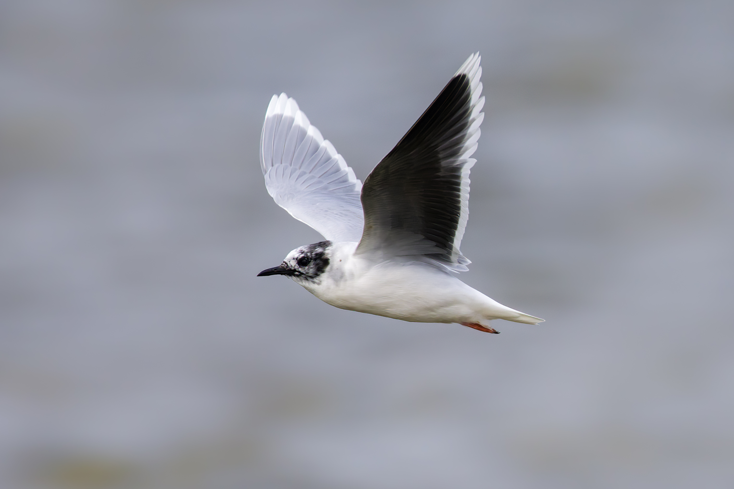 Little Gull by Ian Bollen - BirdGuides