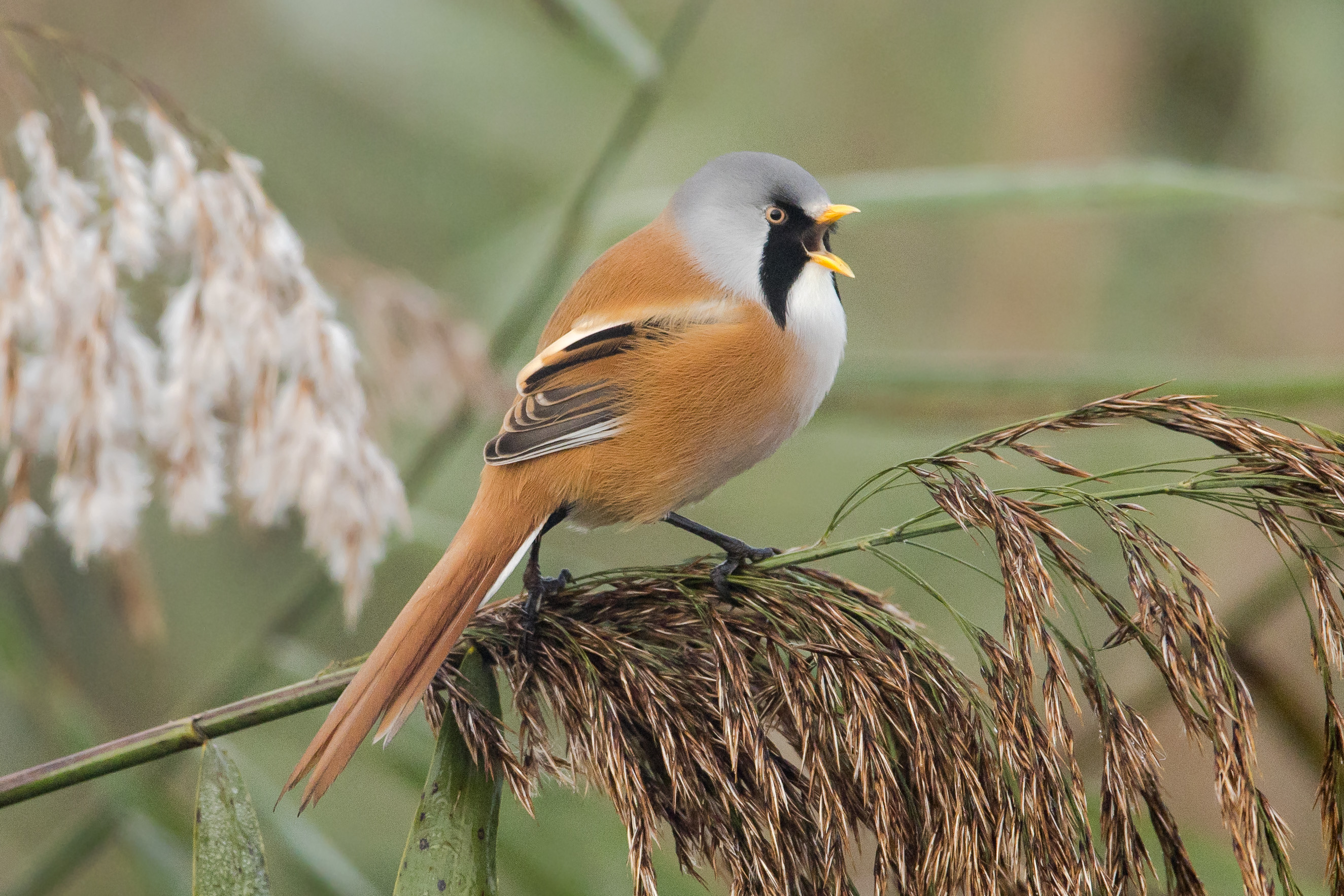 Bearded Tit by Ian Bollen - BirdGuides