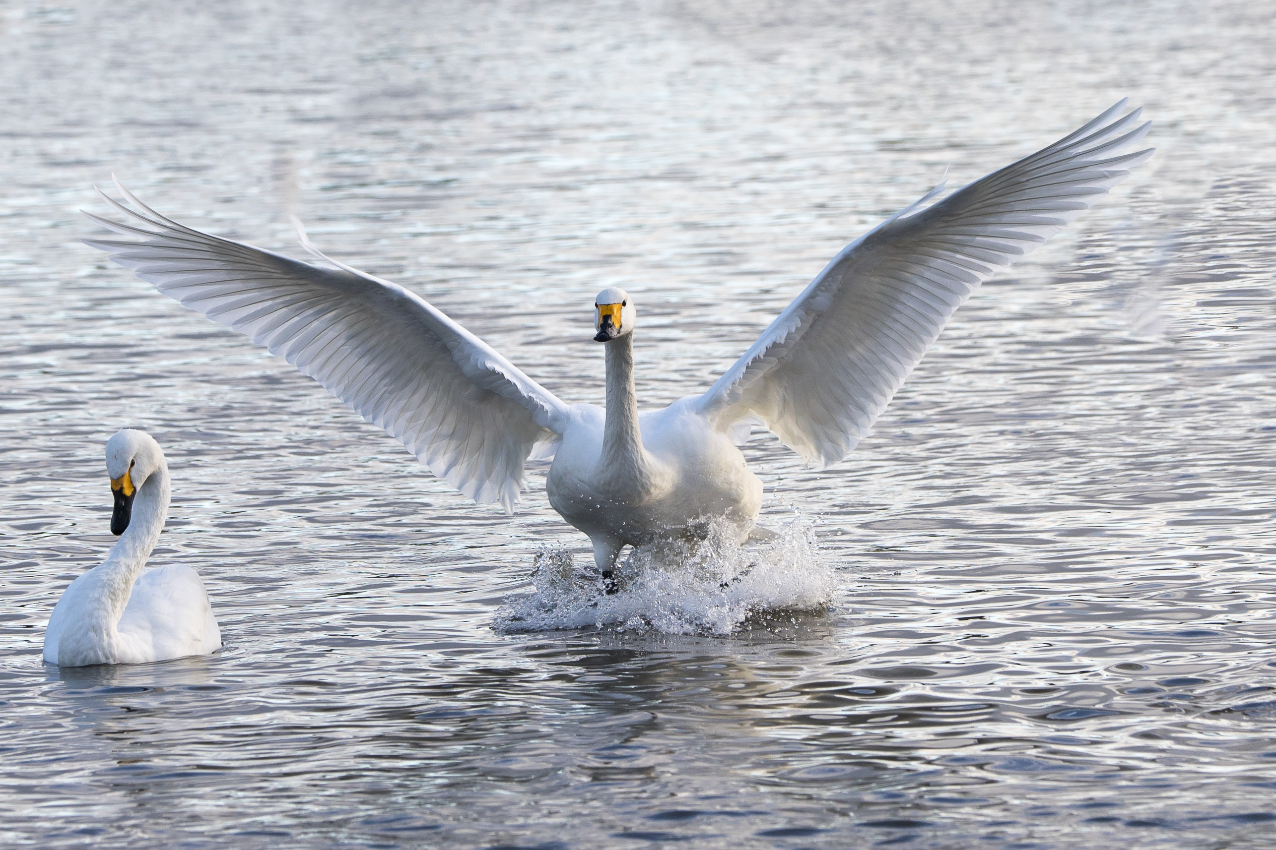 Bewick's Swan by Ian Bollen - BirdGuides