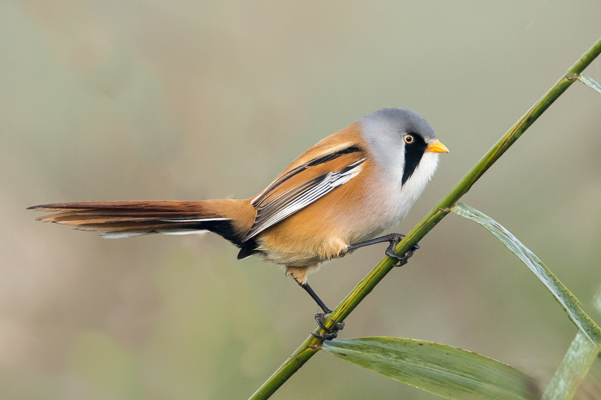 Bearded Tit by Ian Bollen - BirdGuides