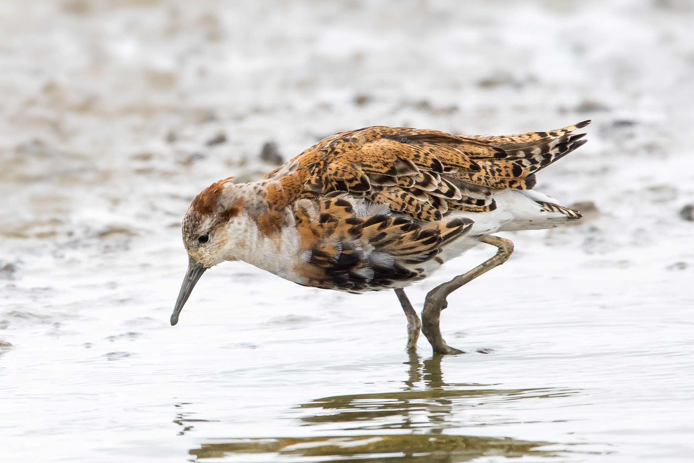 Ruff by Ian Bollen - BirdGuides