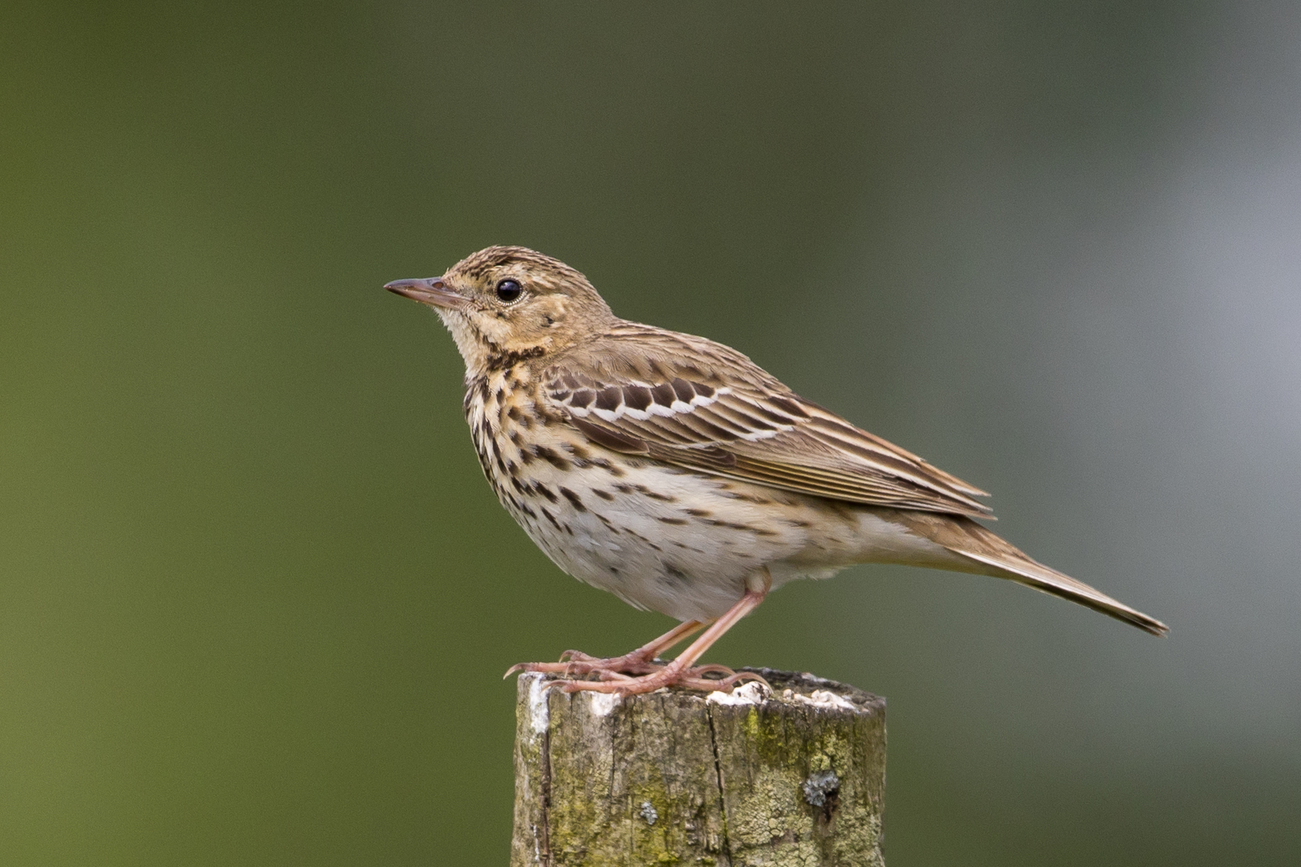 Tree Pipit by Ian Bollen - BirdGuides