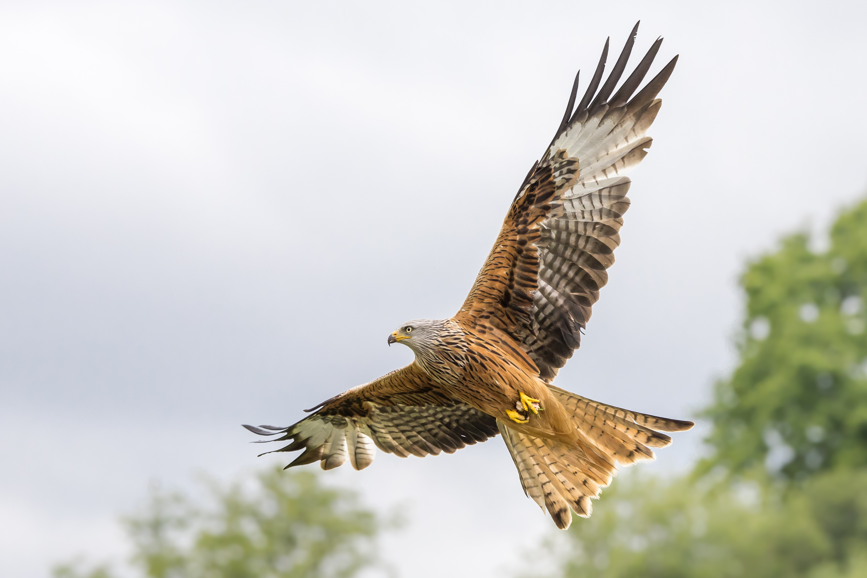 Red Kite by Ian Bollen - BirdGuides