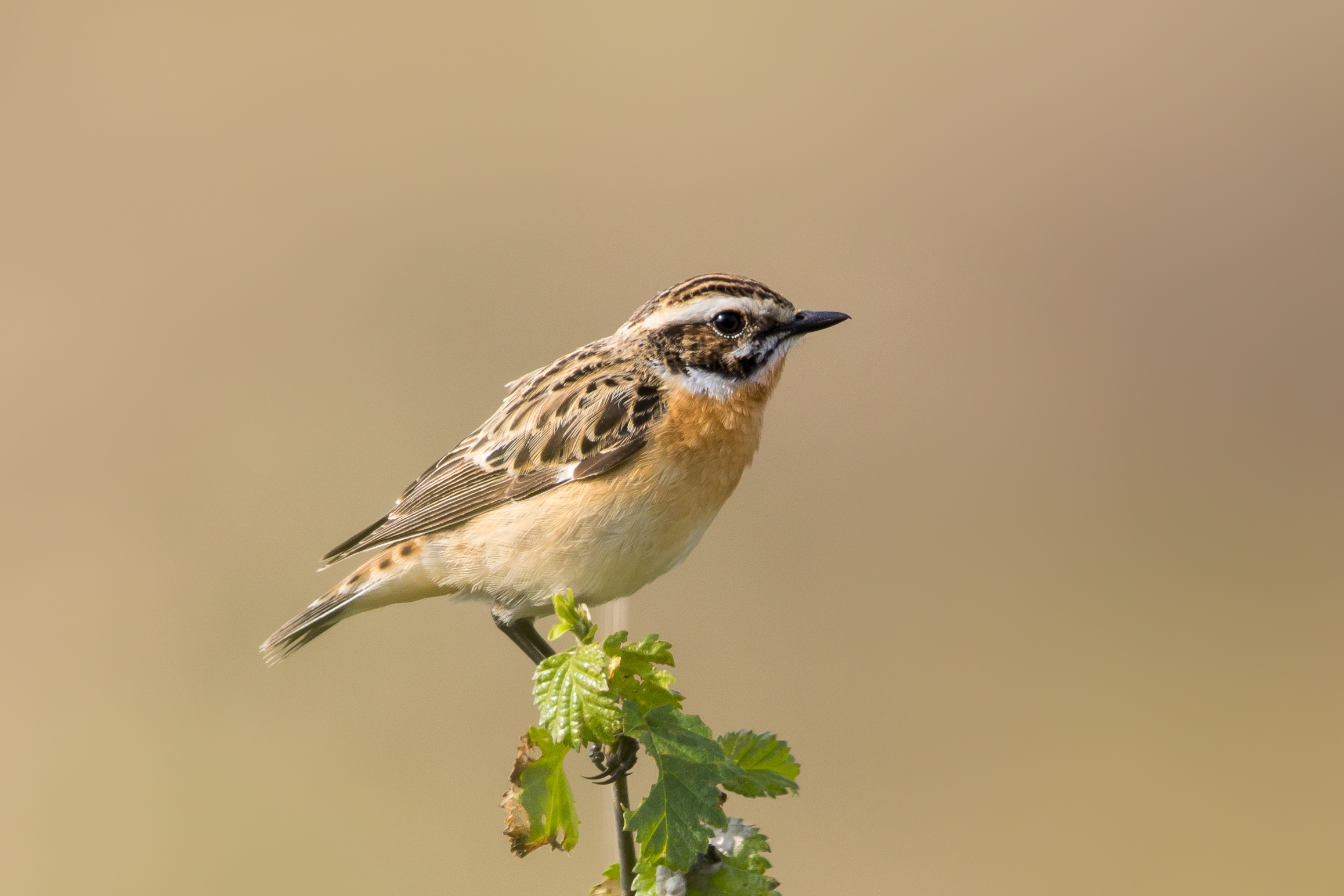 Whinchat by Ian Bollen - BirdGuides