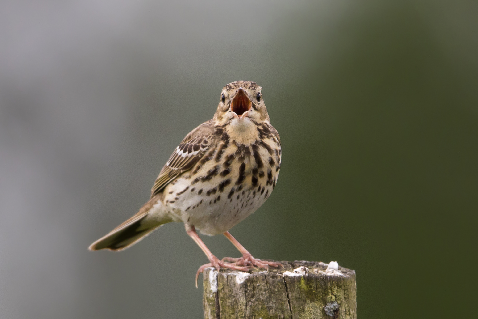Tree Pipit by Ian Bollen - BirdGuides
