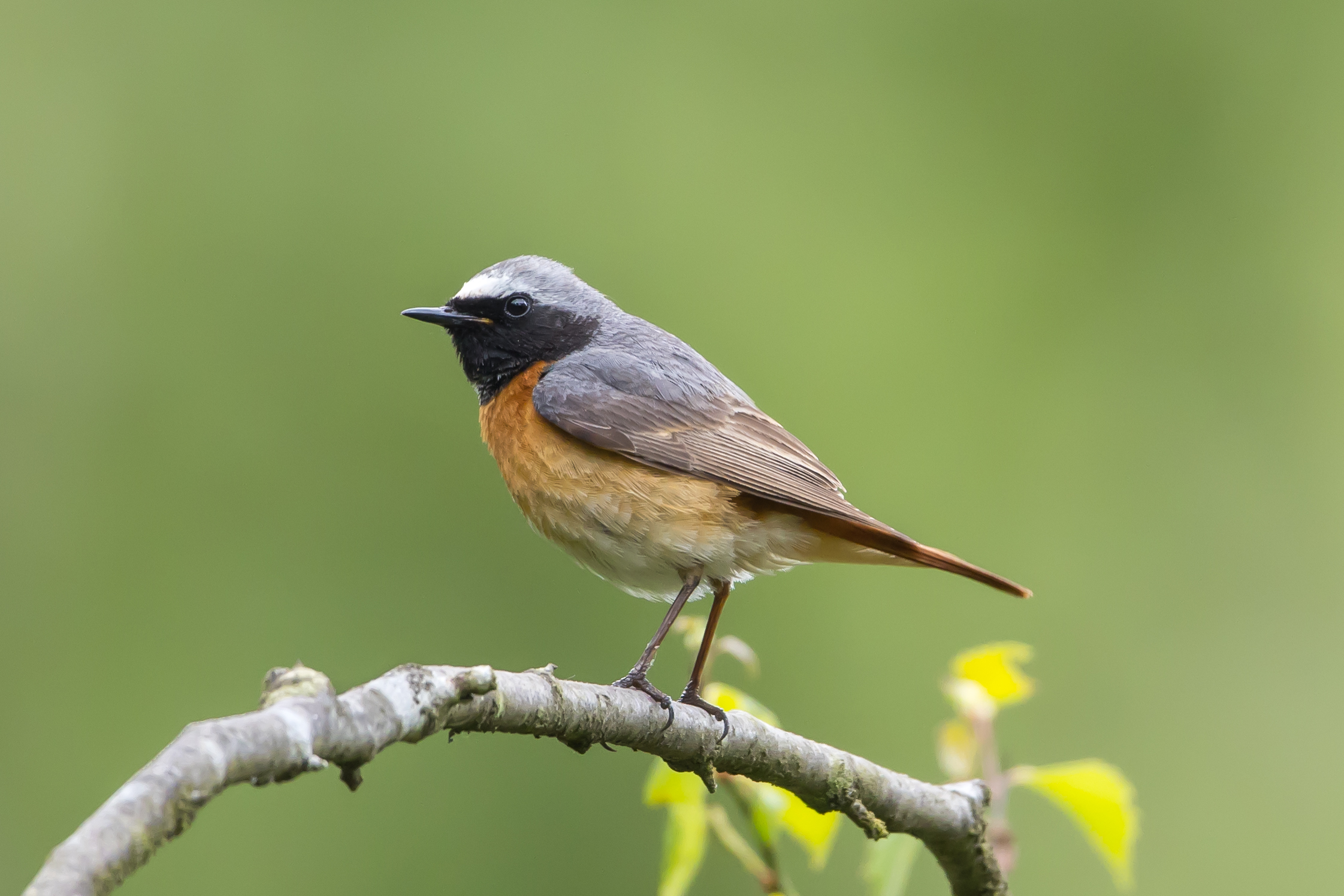 Common Redstart by Ian Bollen - BirdGuides