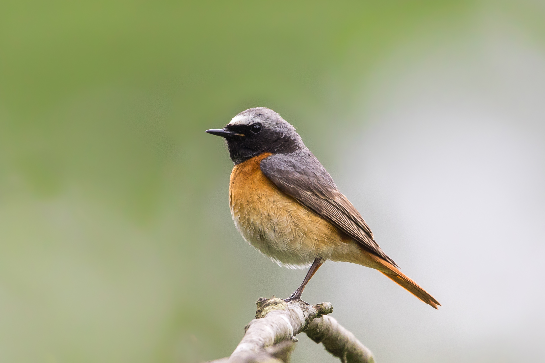 Common Redstart by Ian Bollen - BirdGuides