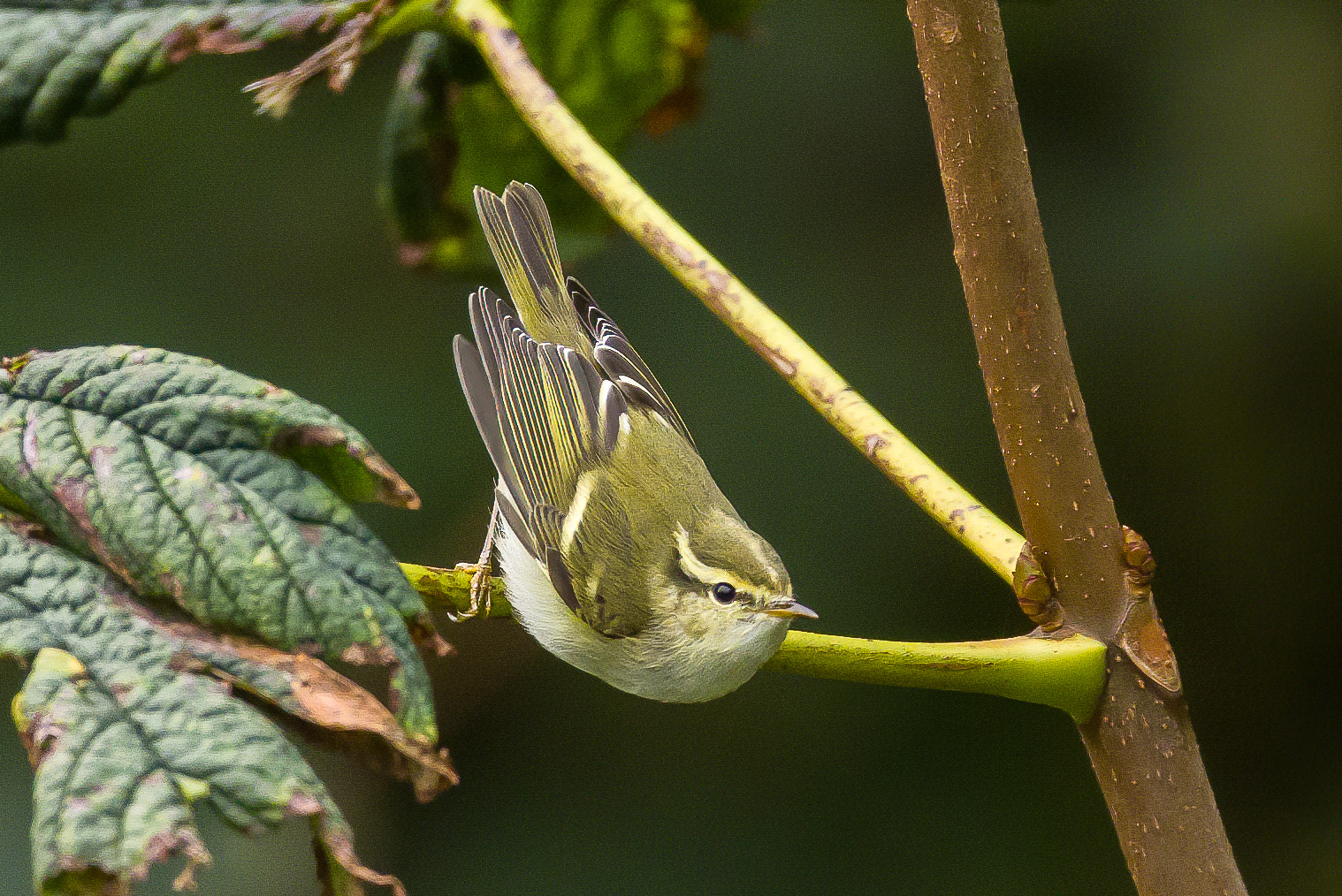 Research reveals insight into vagrancy of Siberian leaf warblers in ...