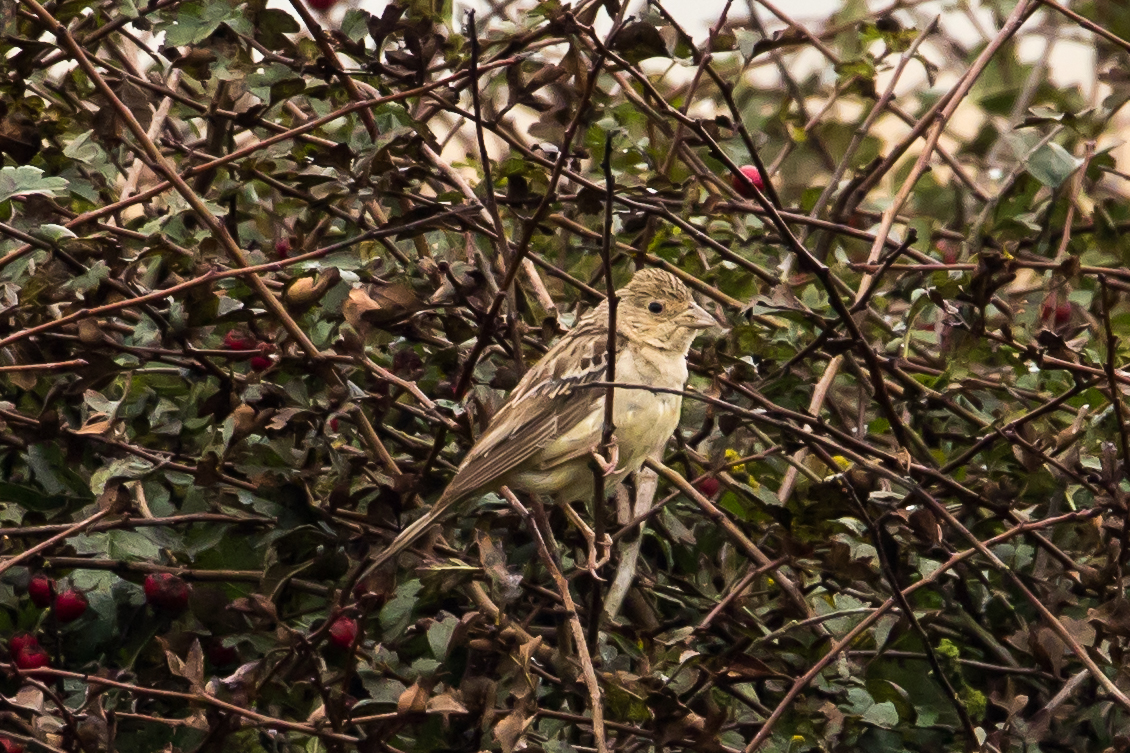 Red-headed Bunting by Ian Bollen - BirdGuides