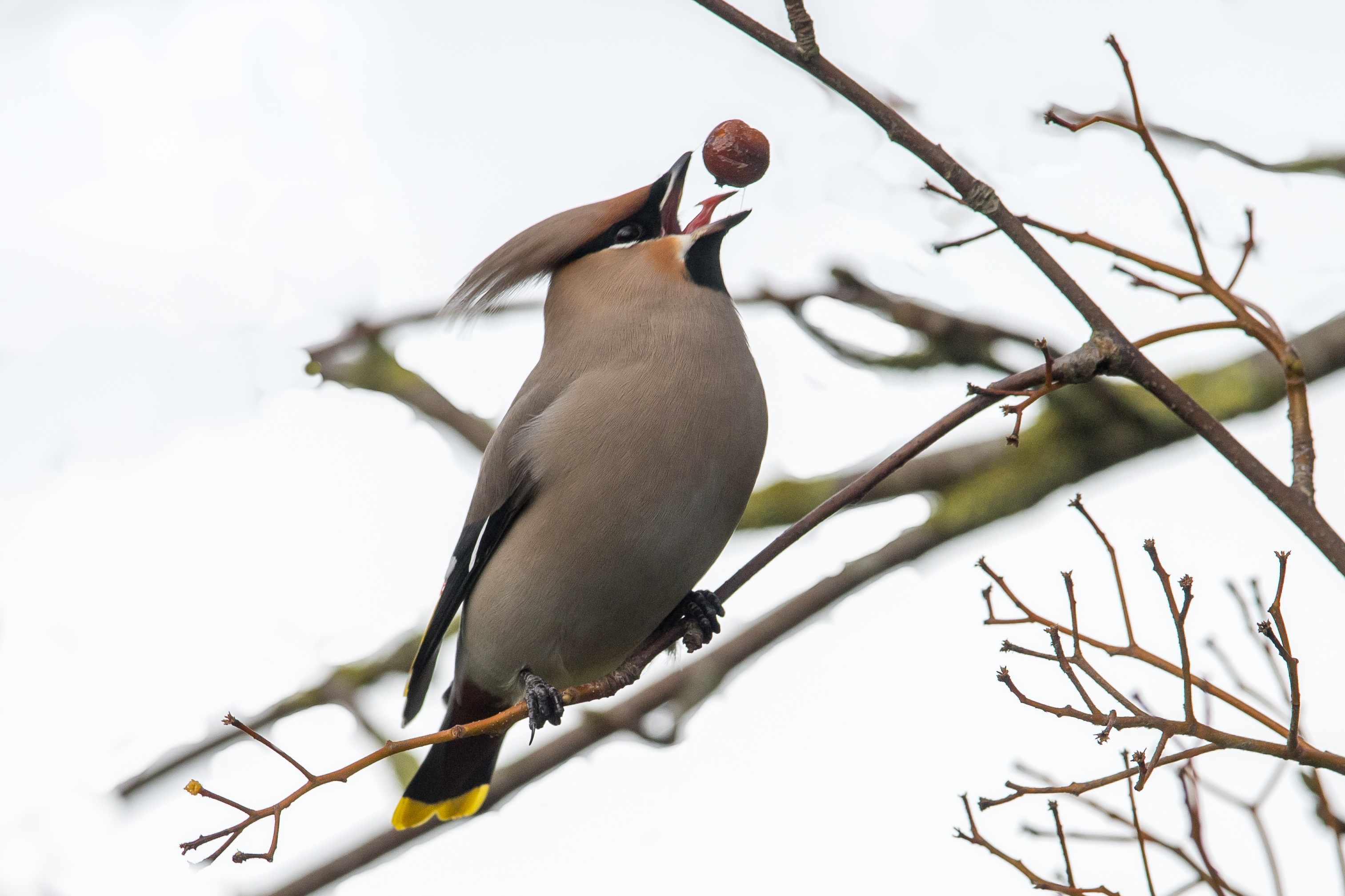 Waxwing by Ian Bollen - BirdGuides