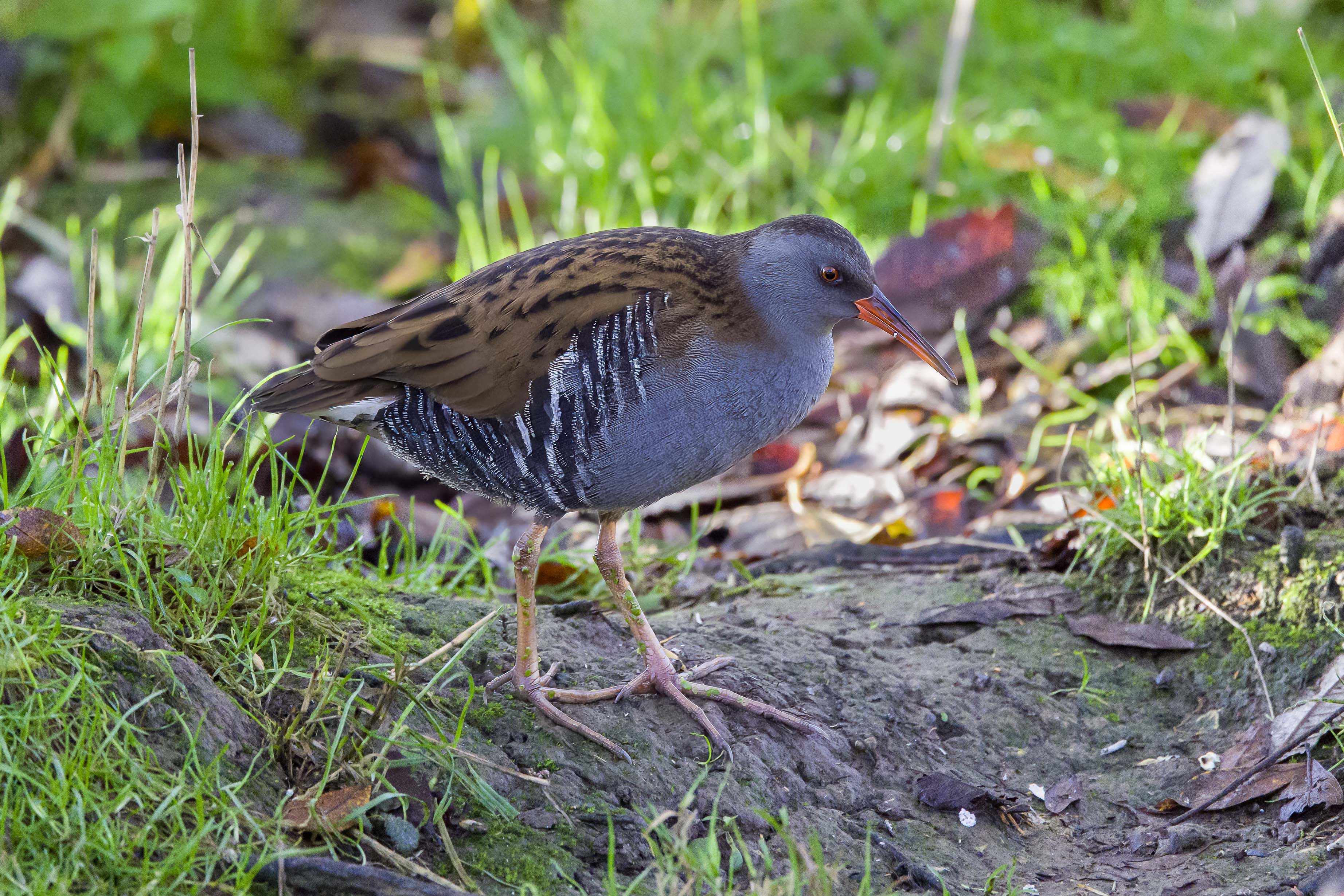 Water Rail by Ian Bollen - BirdGuides