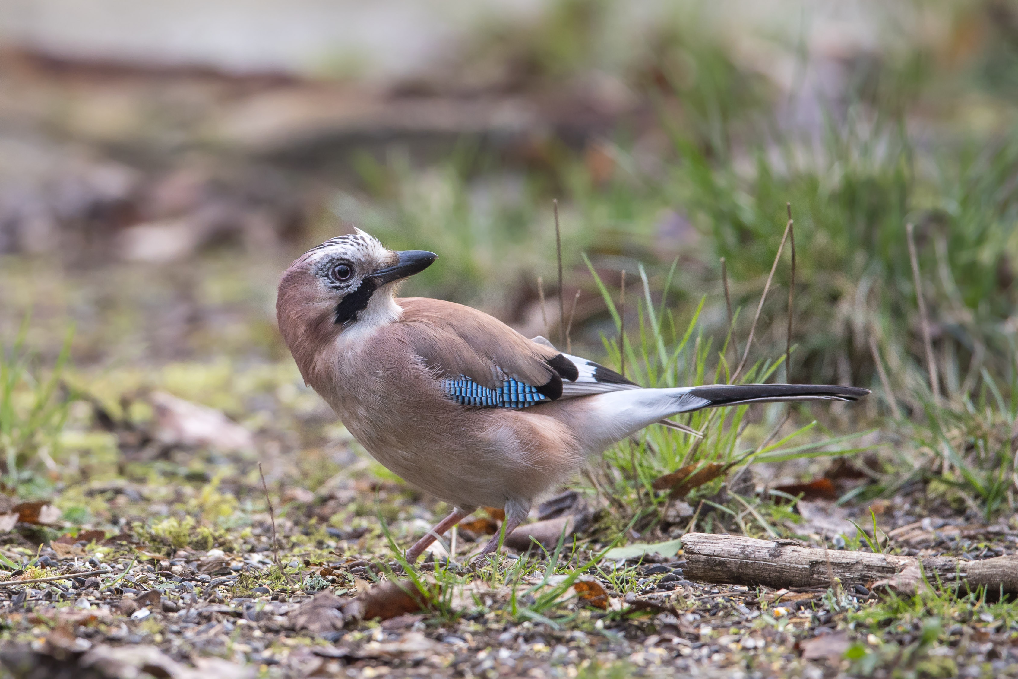 Jay by Ian Bollen - BirdGuides