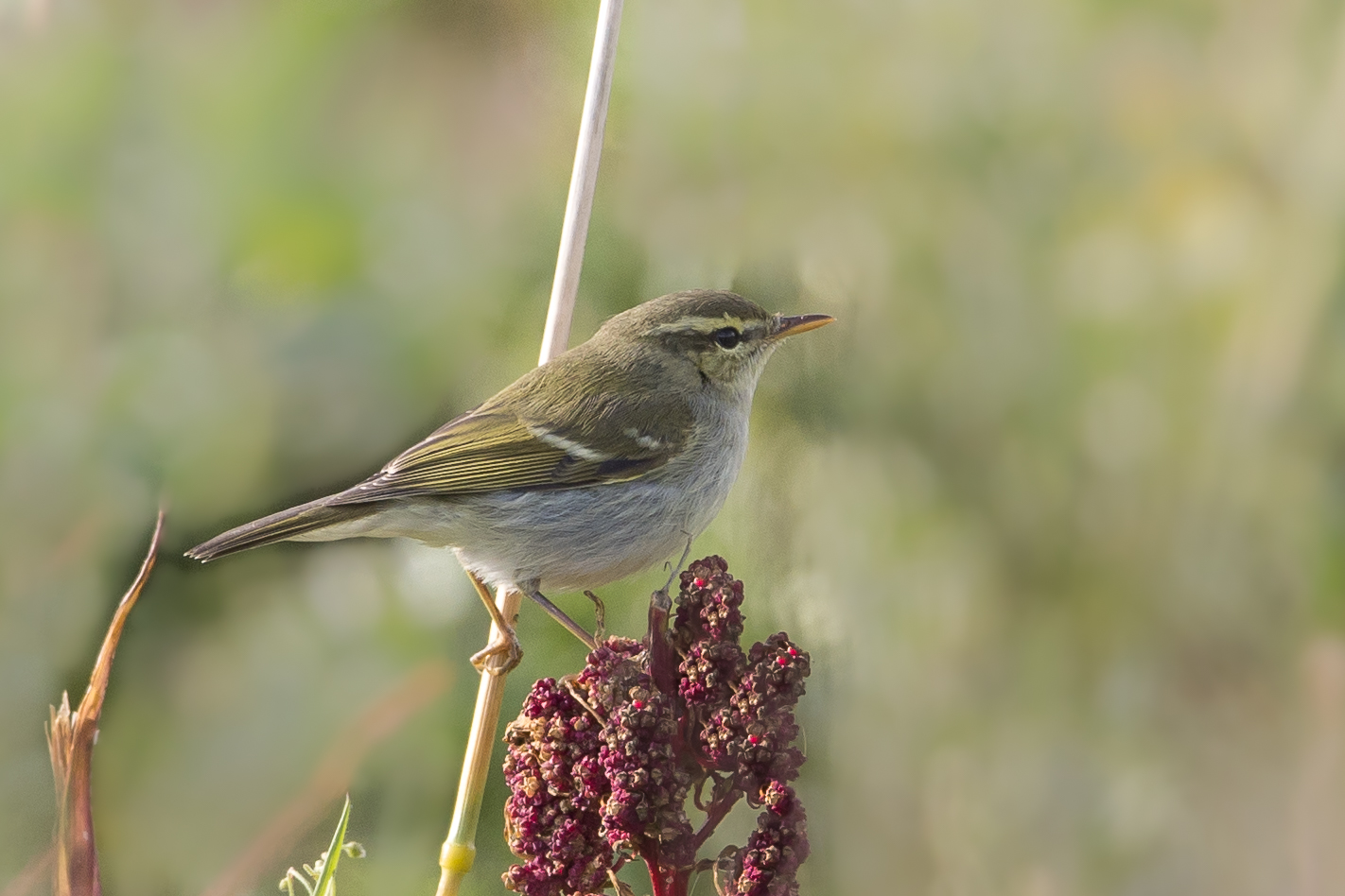 Two-barred Warbler by Ian Bollen - BirdGuides
