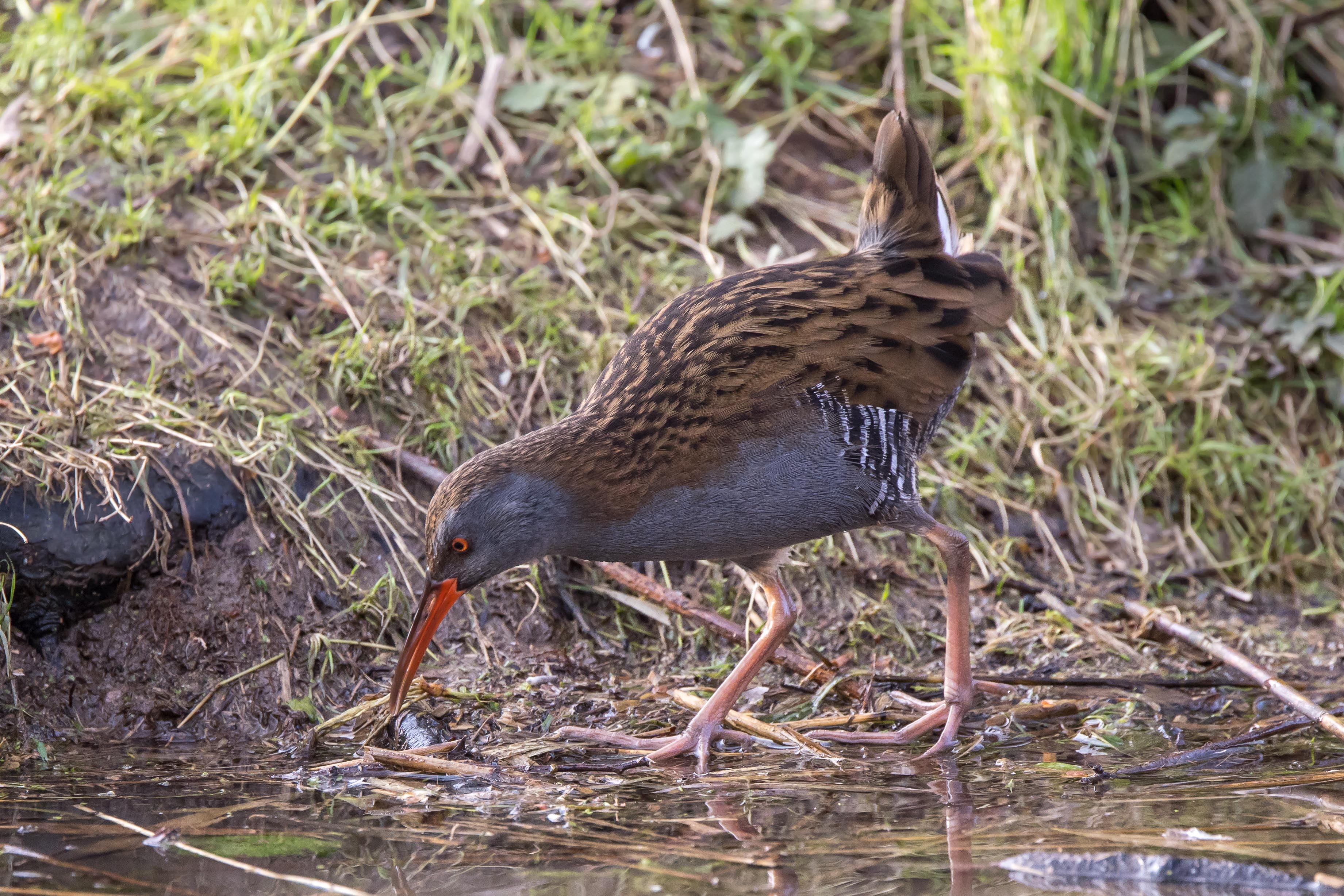 Water Rail by Ian Bollen - BirdGuides