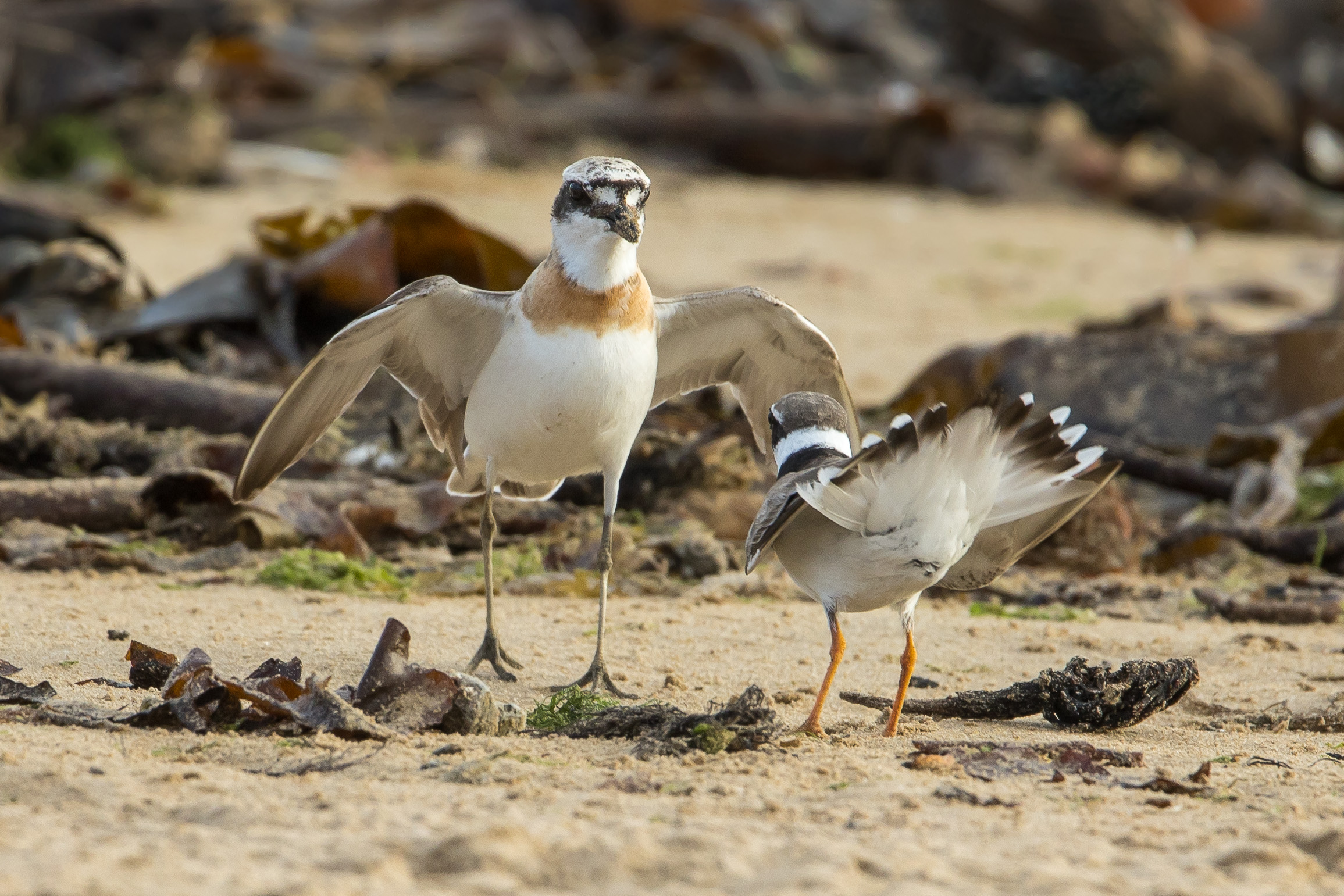Greater Sand Plover by Ian Bollen - BirdGuides
