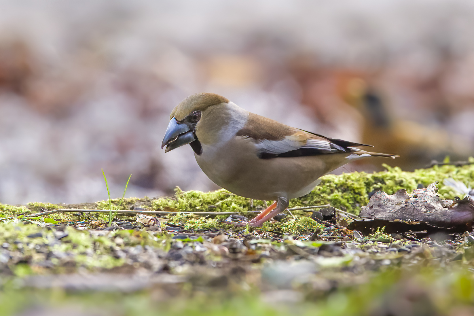 Hawfinch by Ian Bollen - BirdGuides
