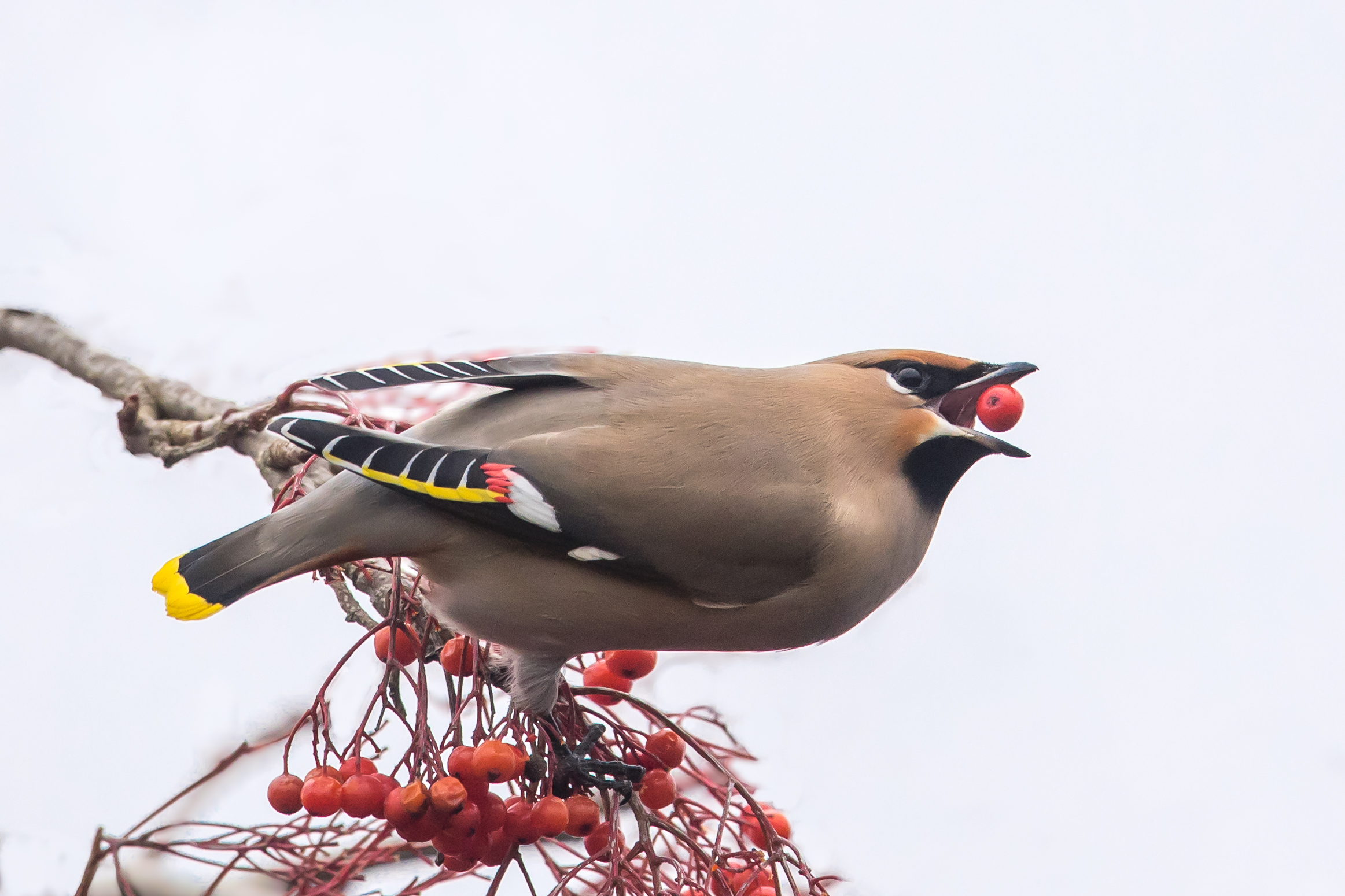 Waxwing by Ian Bollen - BirdGuides