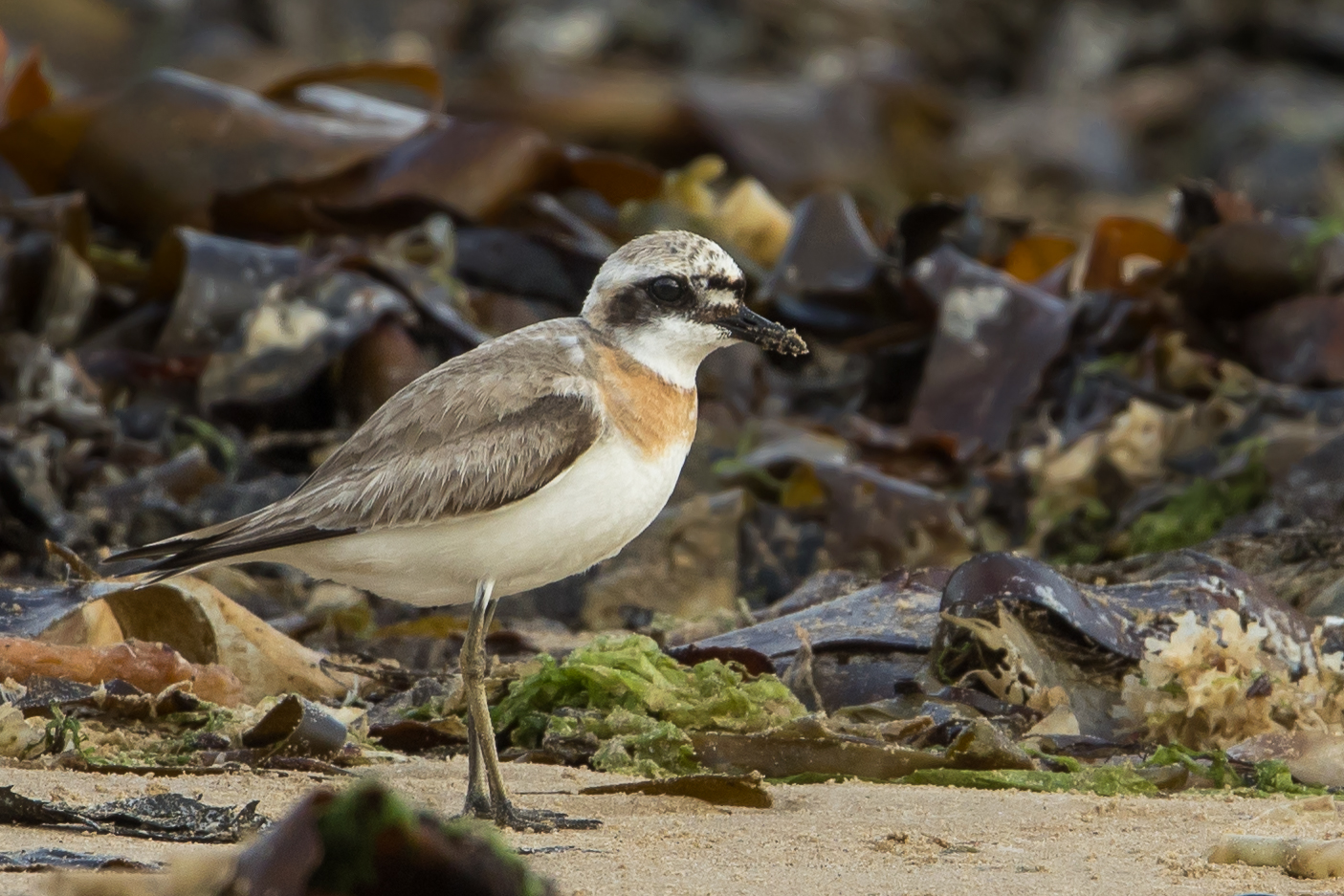 Greater Sand Plover by Ian Bollen - BirdGuides