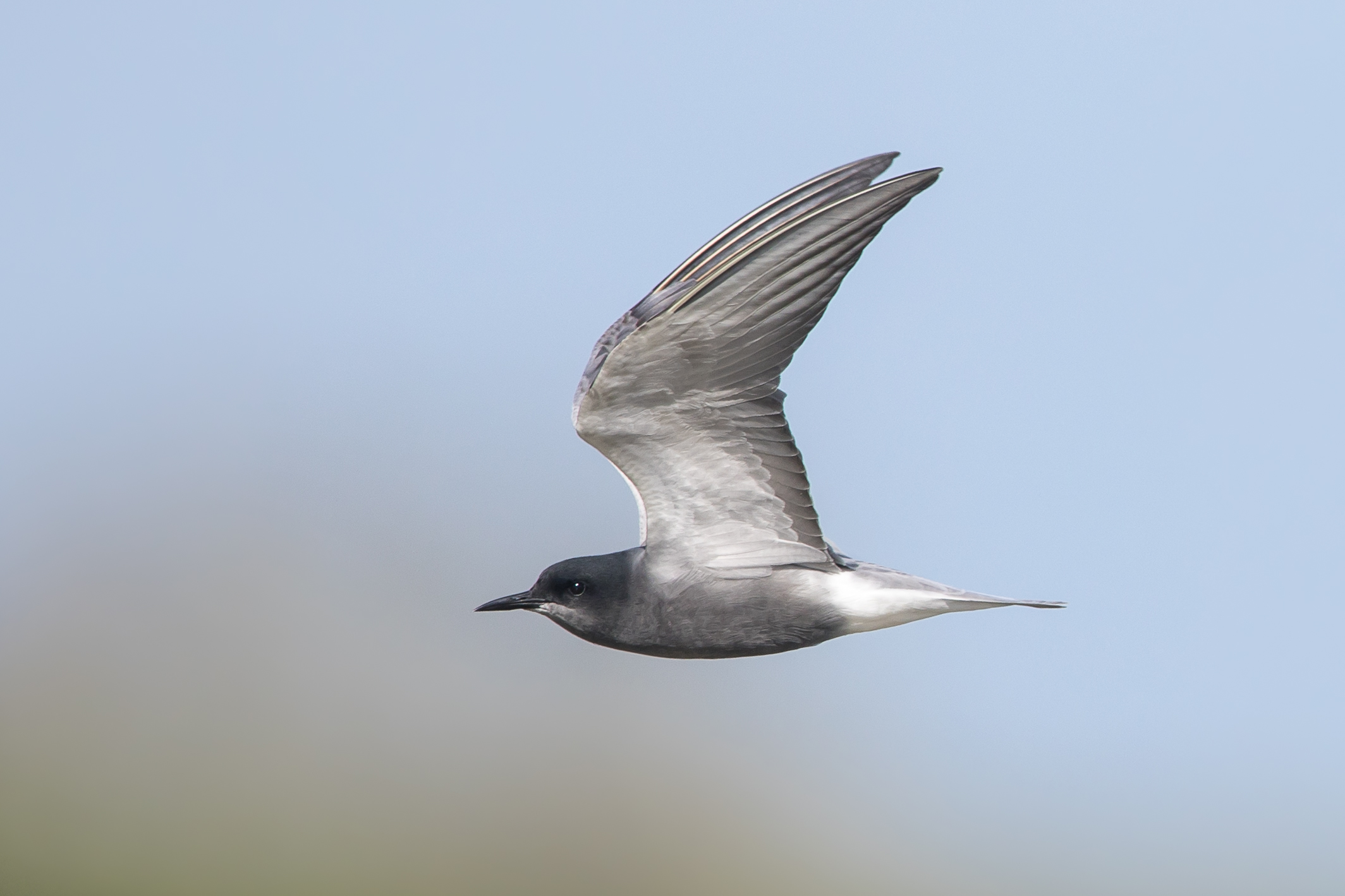 Black Tern by Ian Bollen - BirdGuides