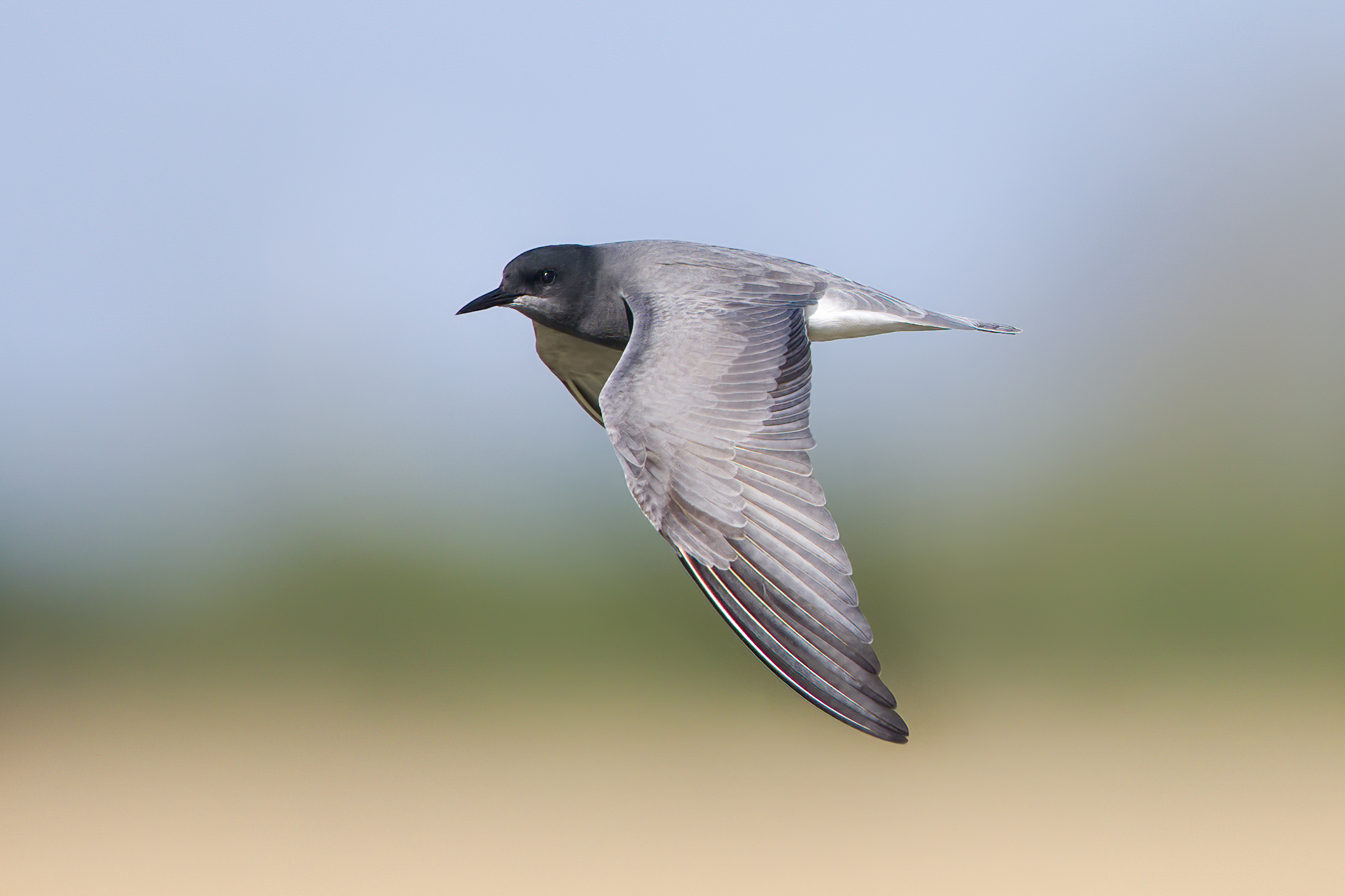 Black Tern by Ian Bollen - BirdGuides
