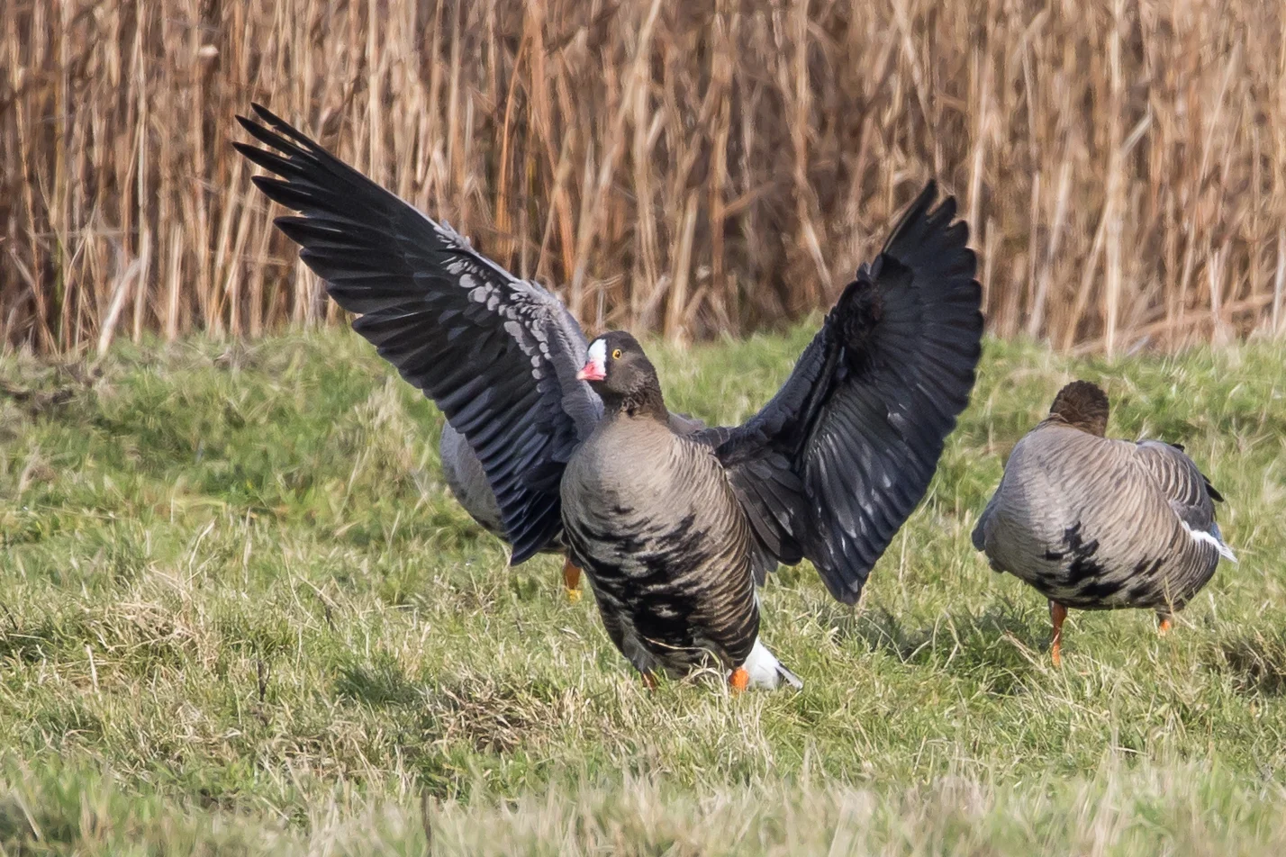 Sighting Report - BirdGuides