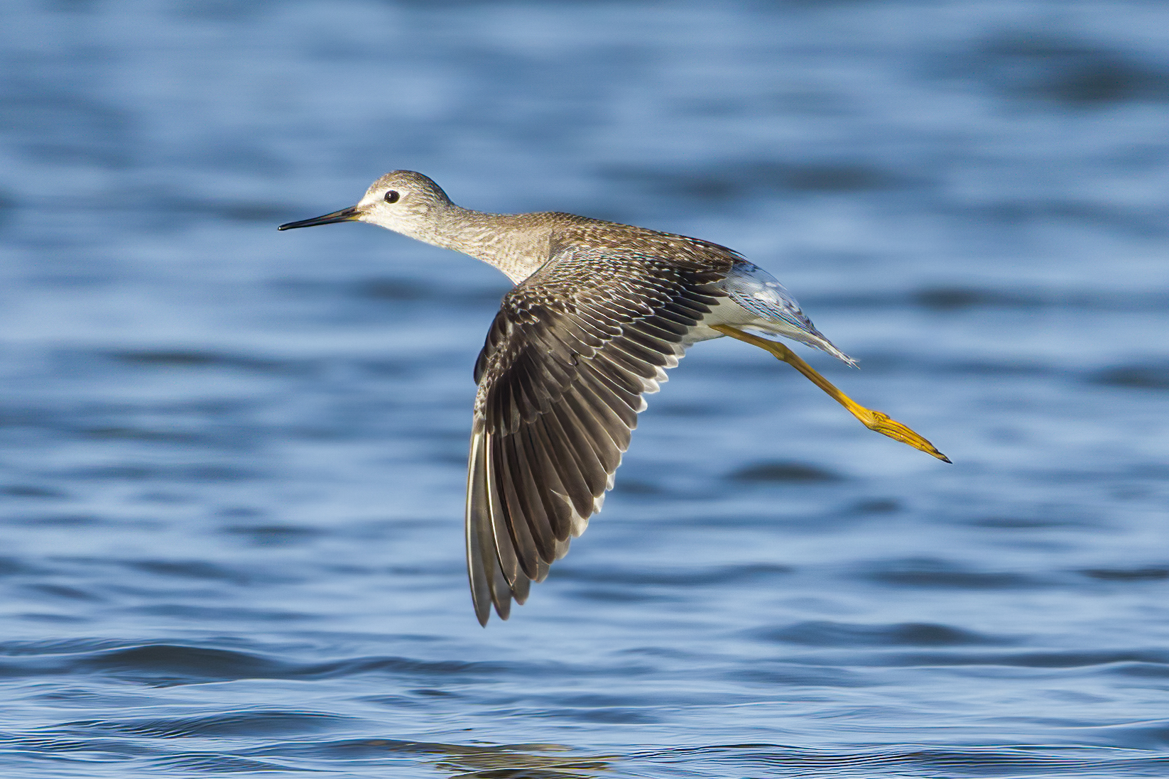 Details : Lesser Yellowlegs - BirdGuides