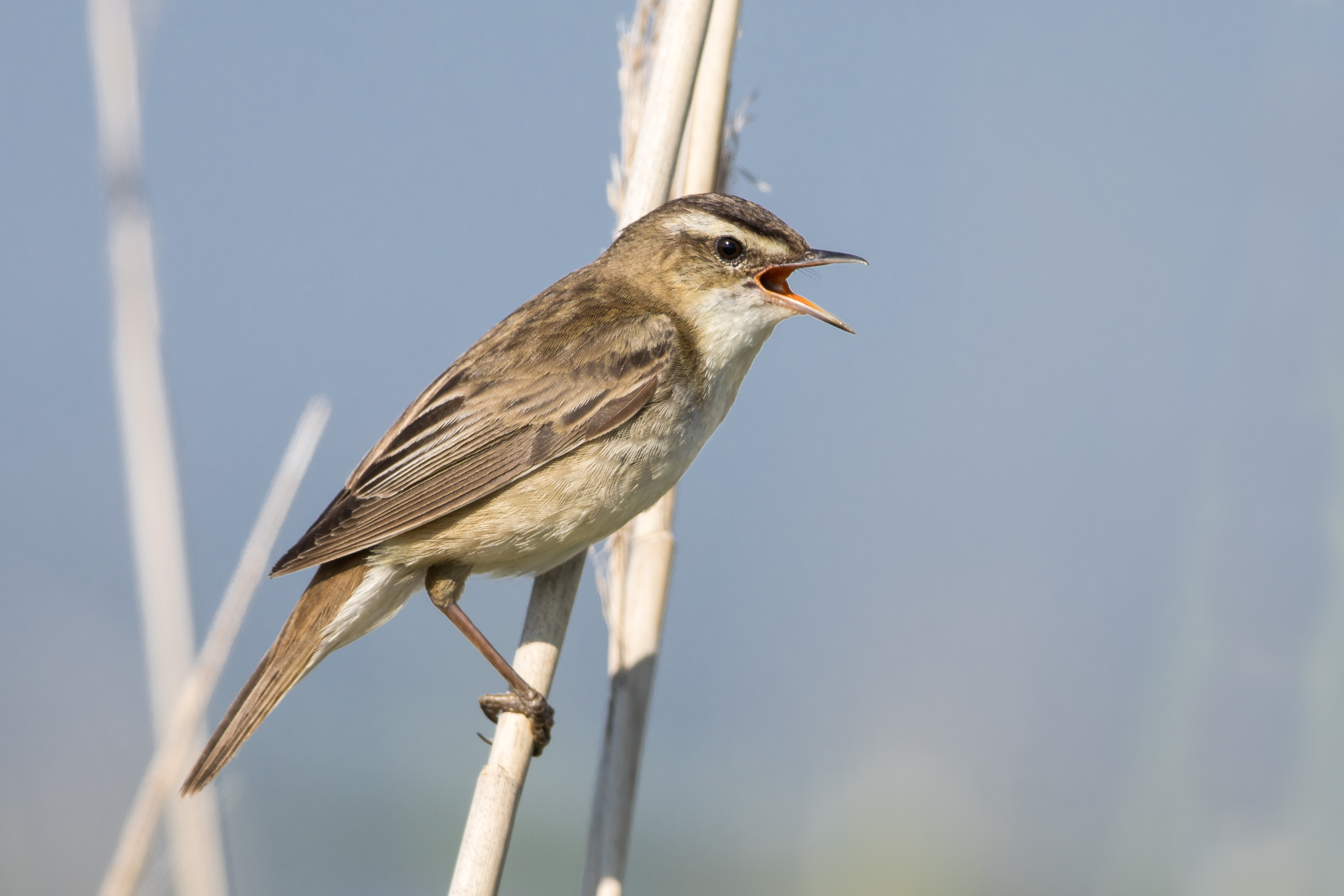 Sedge Warbler by Ian Bollen - BirdGuides