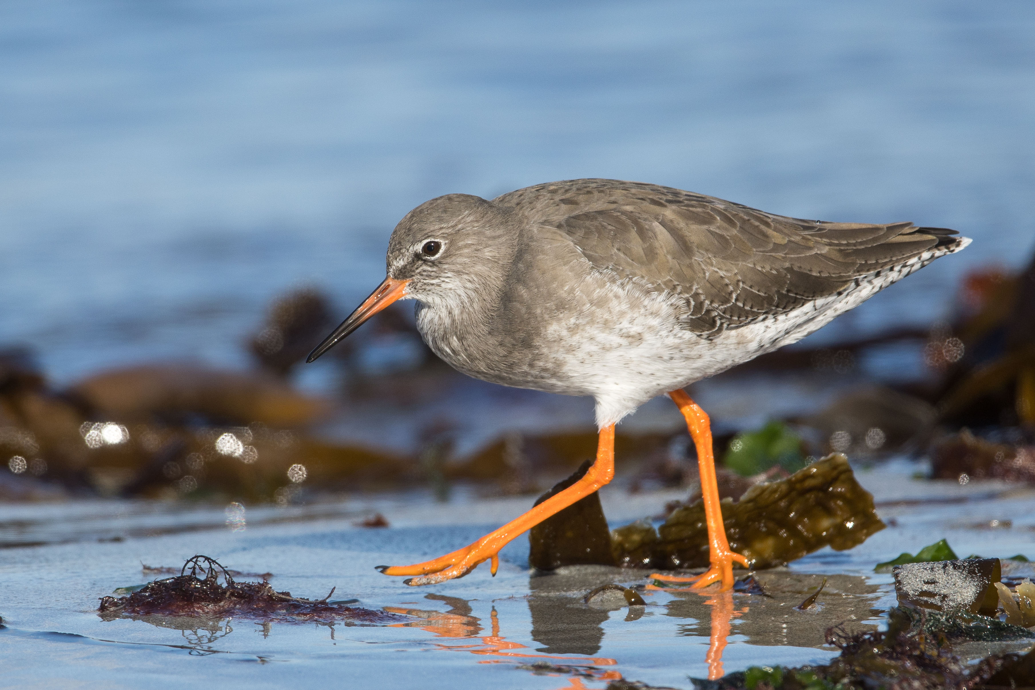 Common Redshank by Ian Bollen - BirdGuides