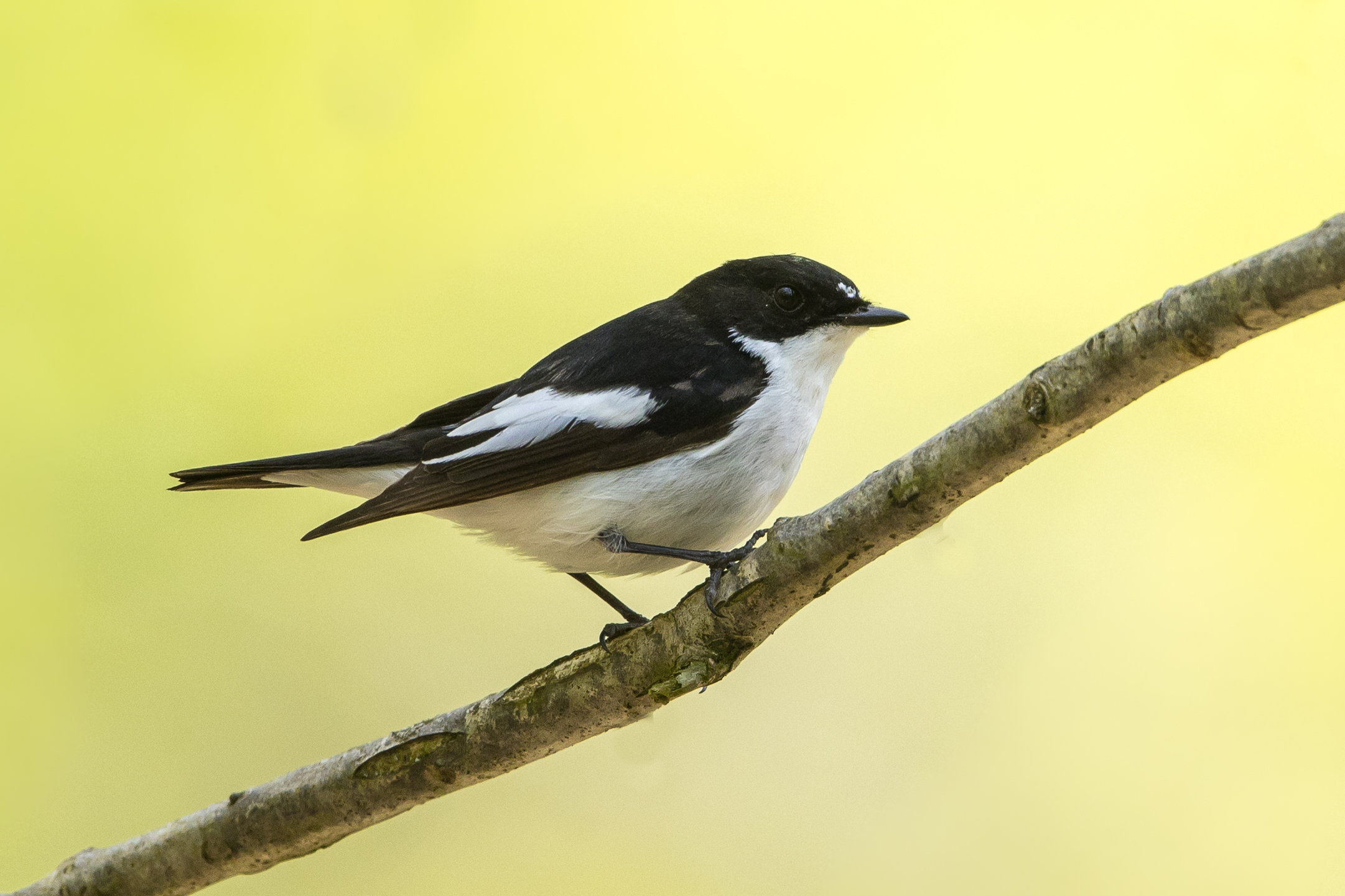 Pied Flycatcher by Ian Bollen - BirdGuides