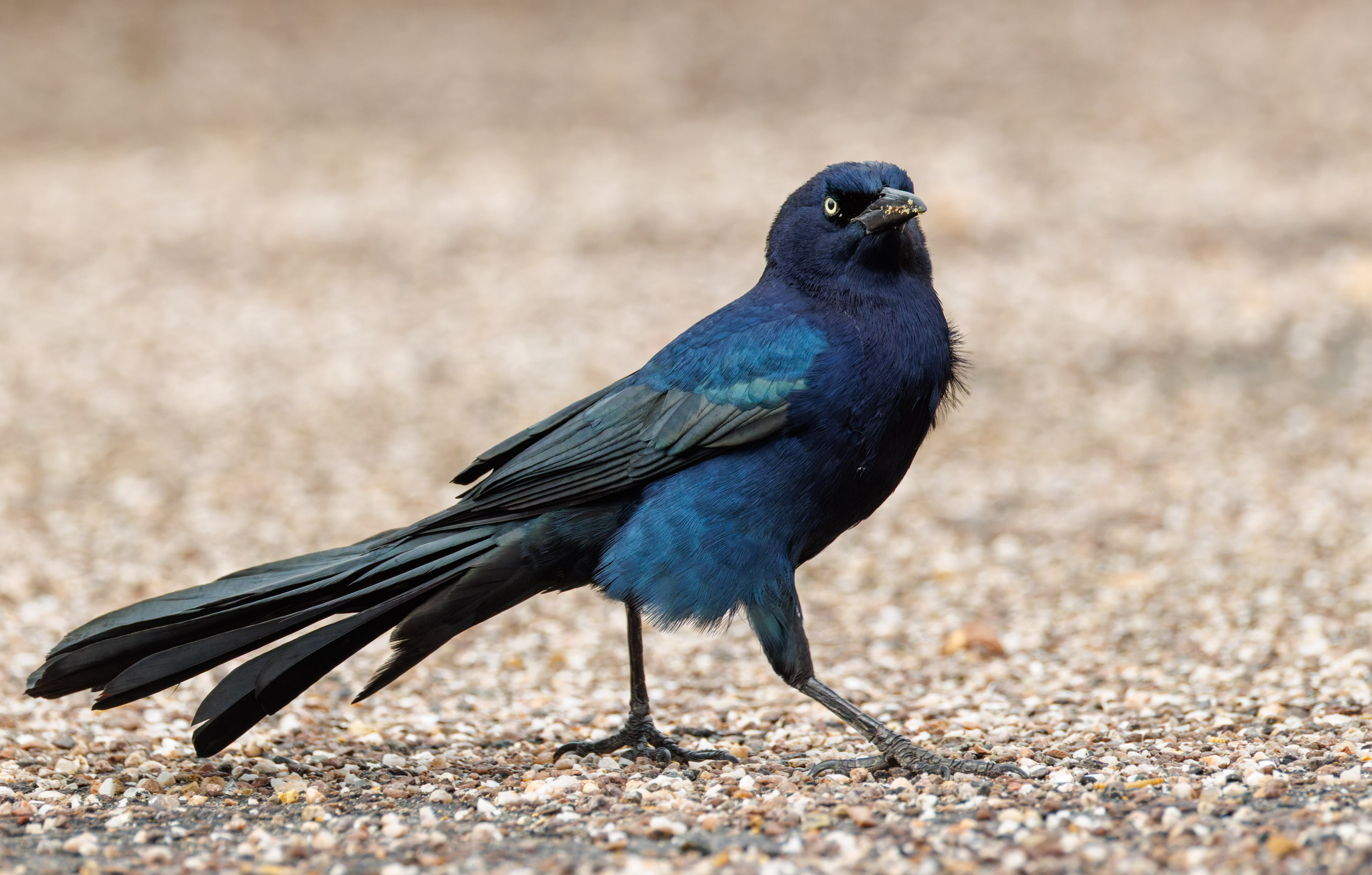 Britain's first Boat-tailed Grackle draws crowds to Hampshire - BirdGuides