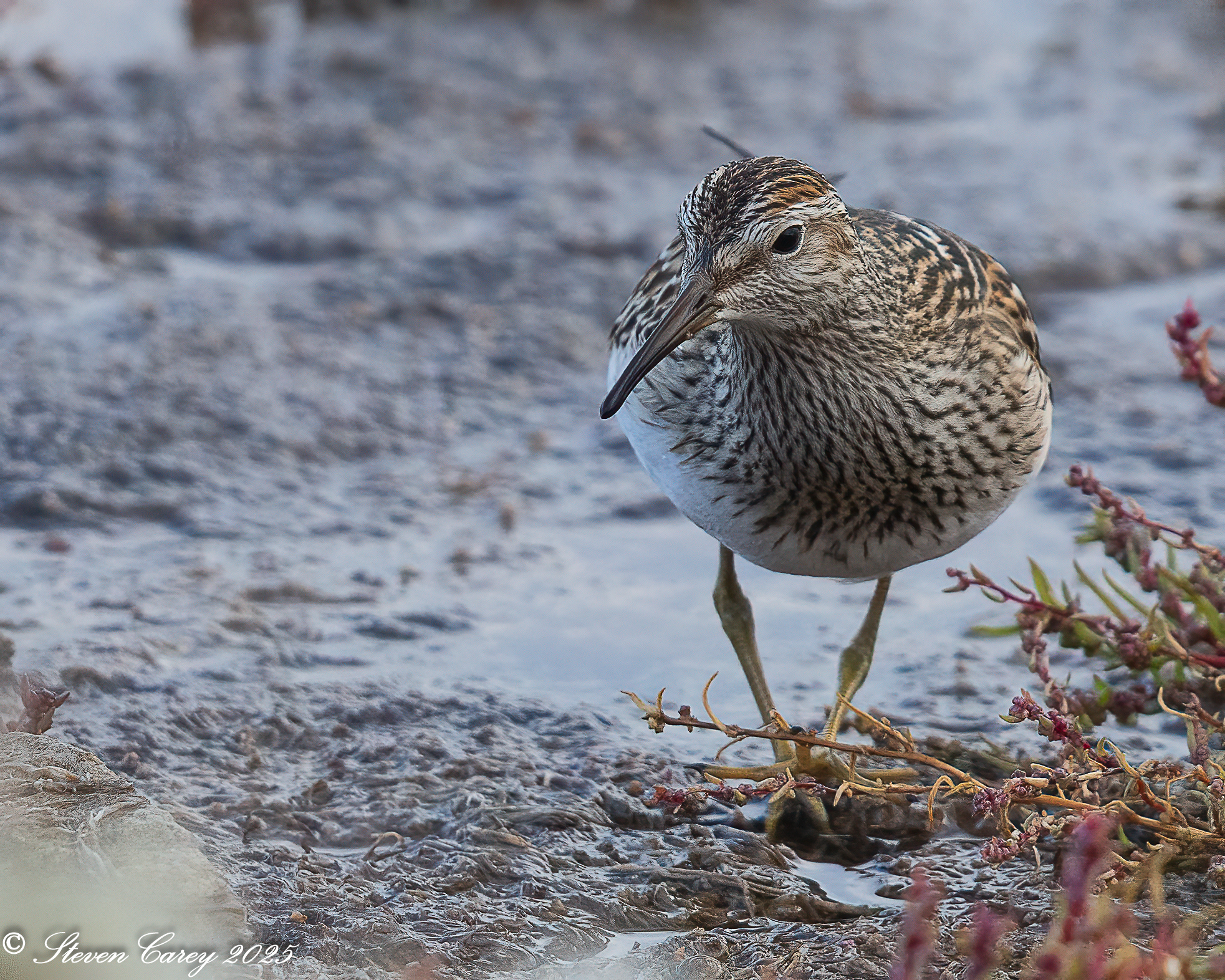 Pectoral Sandpiper by Steven Carey - BirdGuides