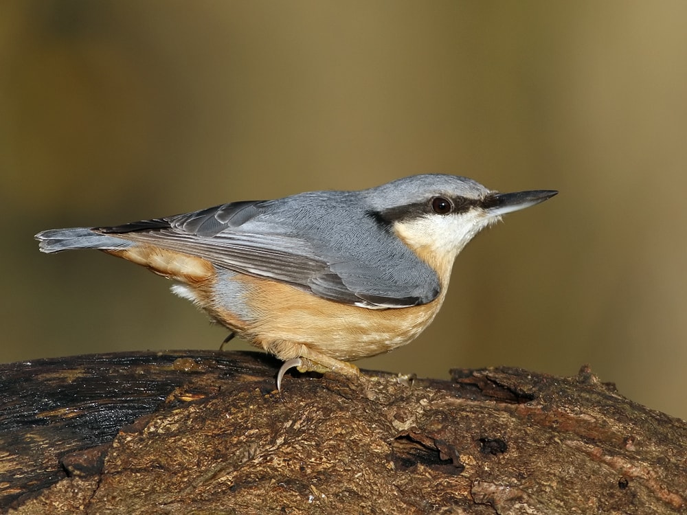 Eurasian Nuthatch by Russell Hayes - BirdGuides