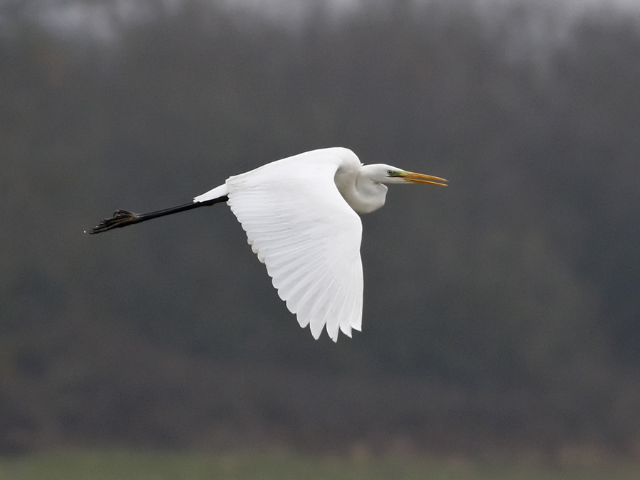 Nocton Fen Birdwatching Site - BirdGuides