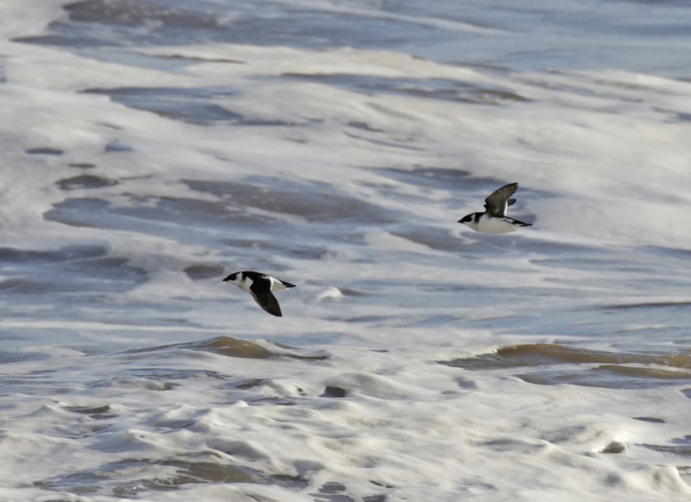 North-east wind produces Little Auks and winter thrush movement ...