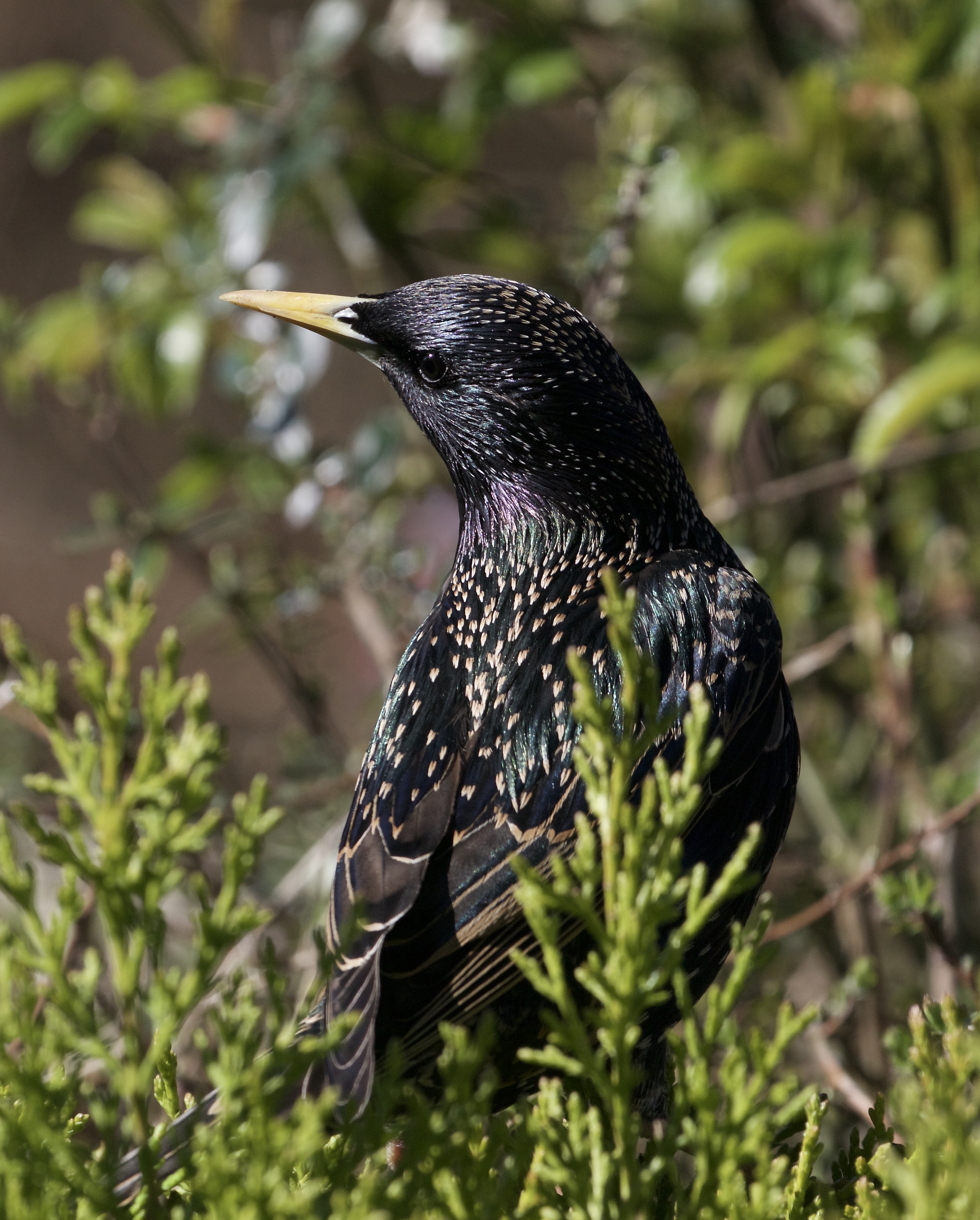 Common Starling by Darrell Prest - BirdGuides