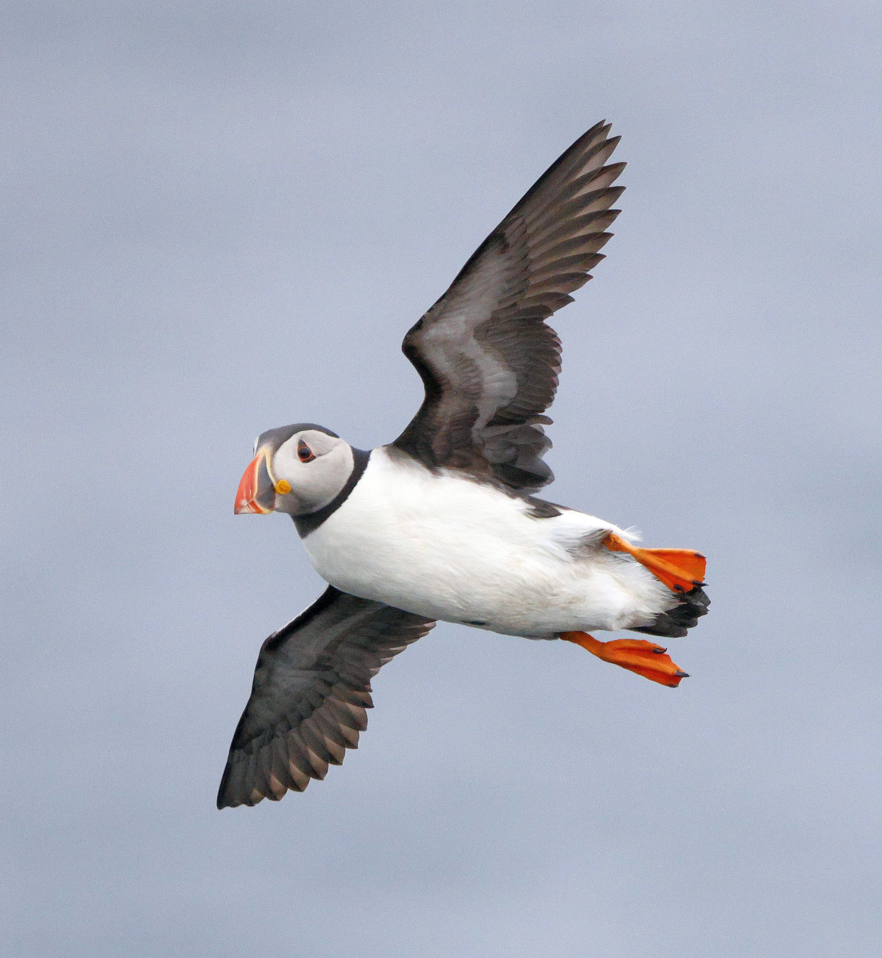 Puffin by Ian Chivers - BirdGuides