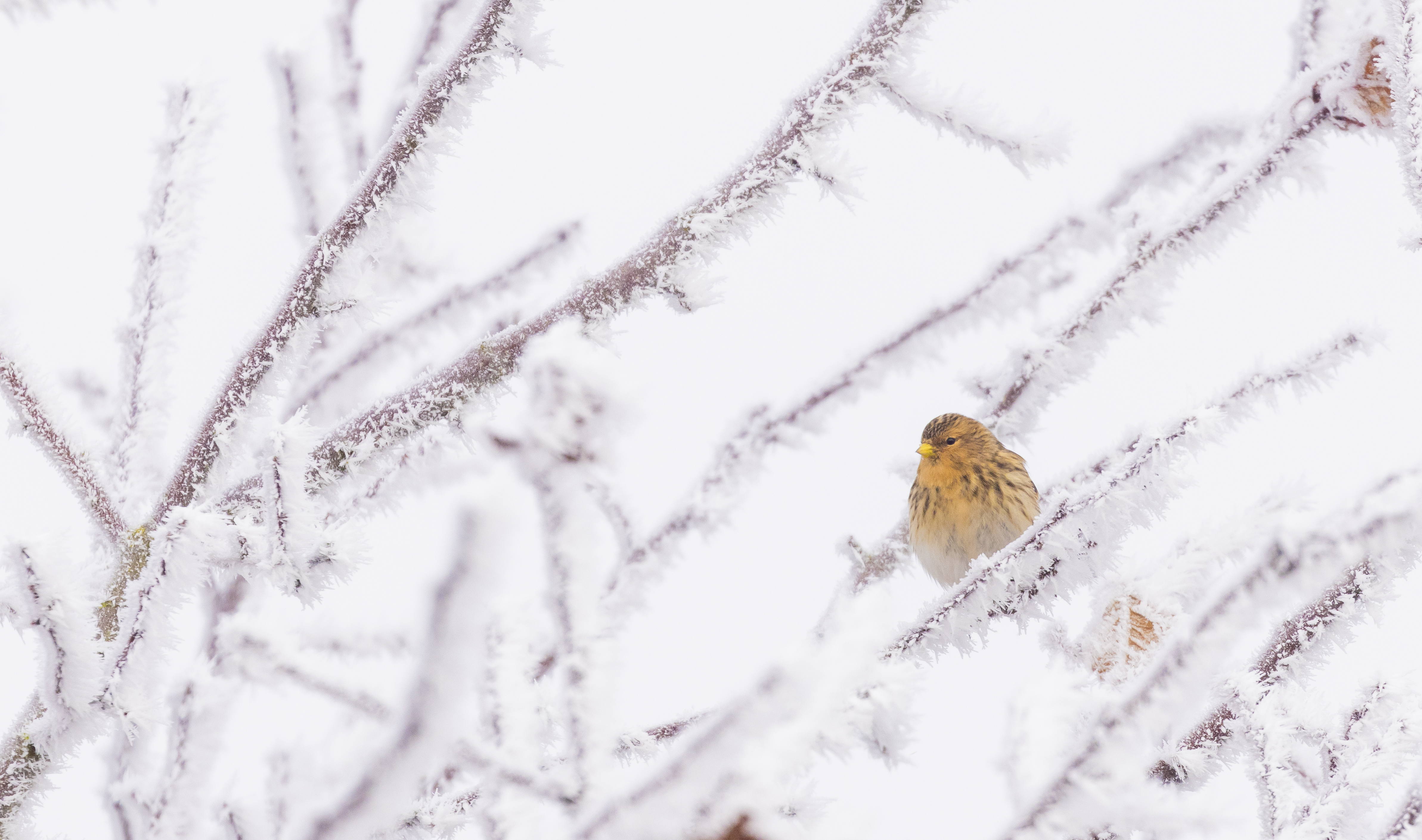 Twite by Joe Fryer - BirdGuides