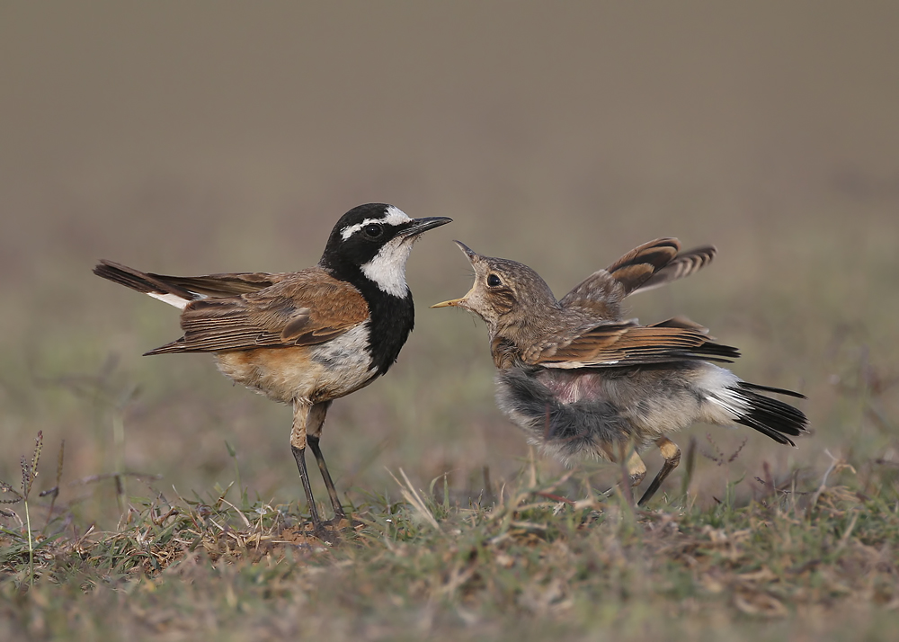 Details : Capped Wheatear - BirdGuides