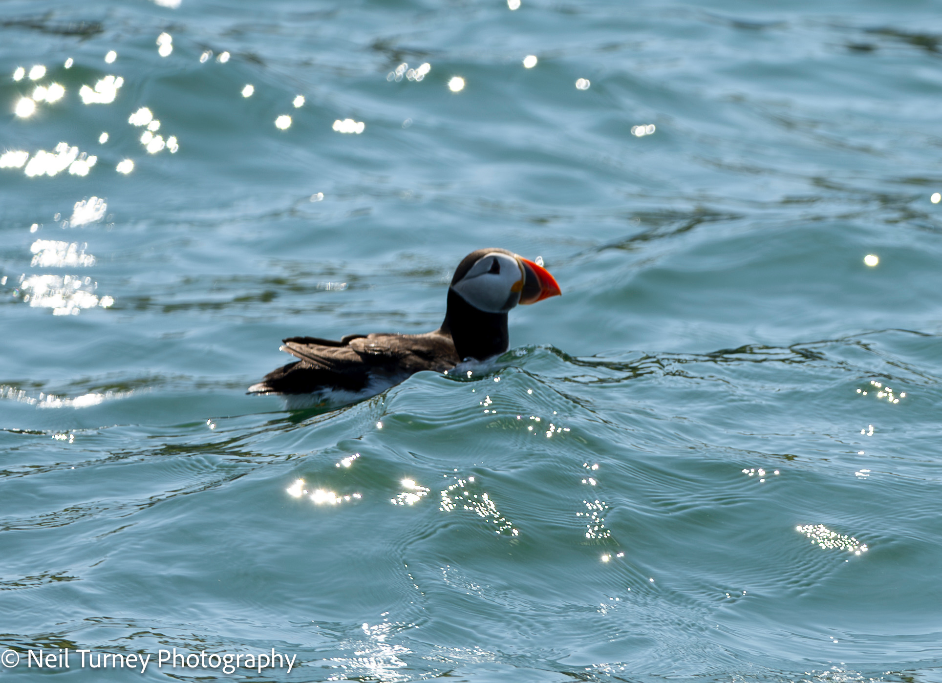 Puffin by Neil Turney - BirdGuides