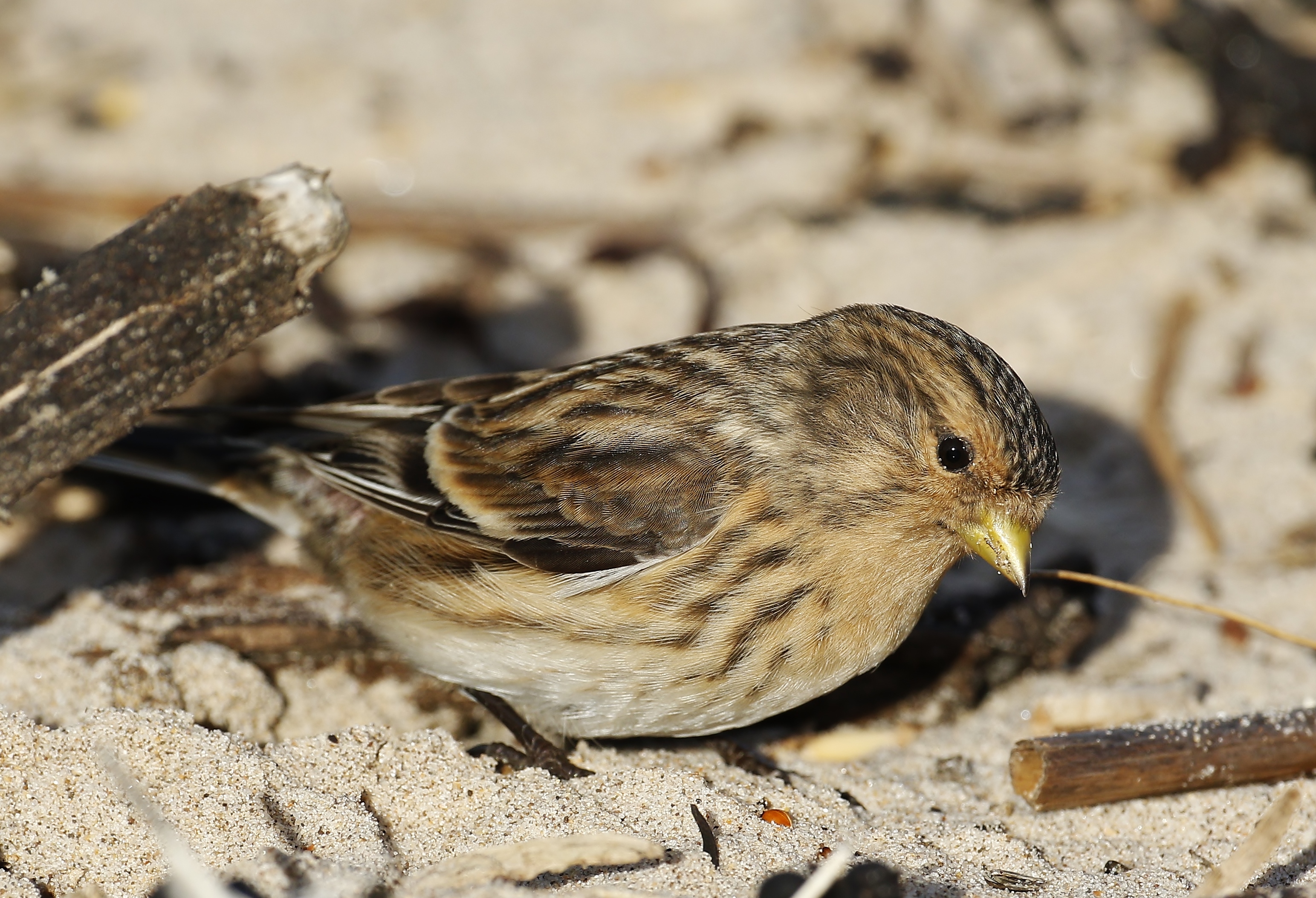 Twite by Mark Fullerton - BirdGuides