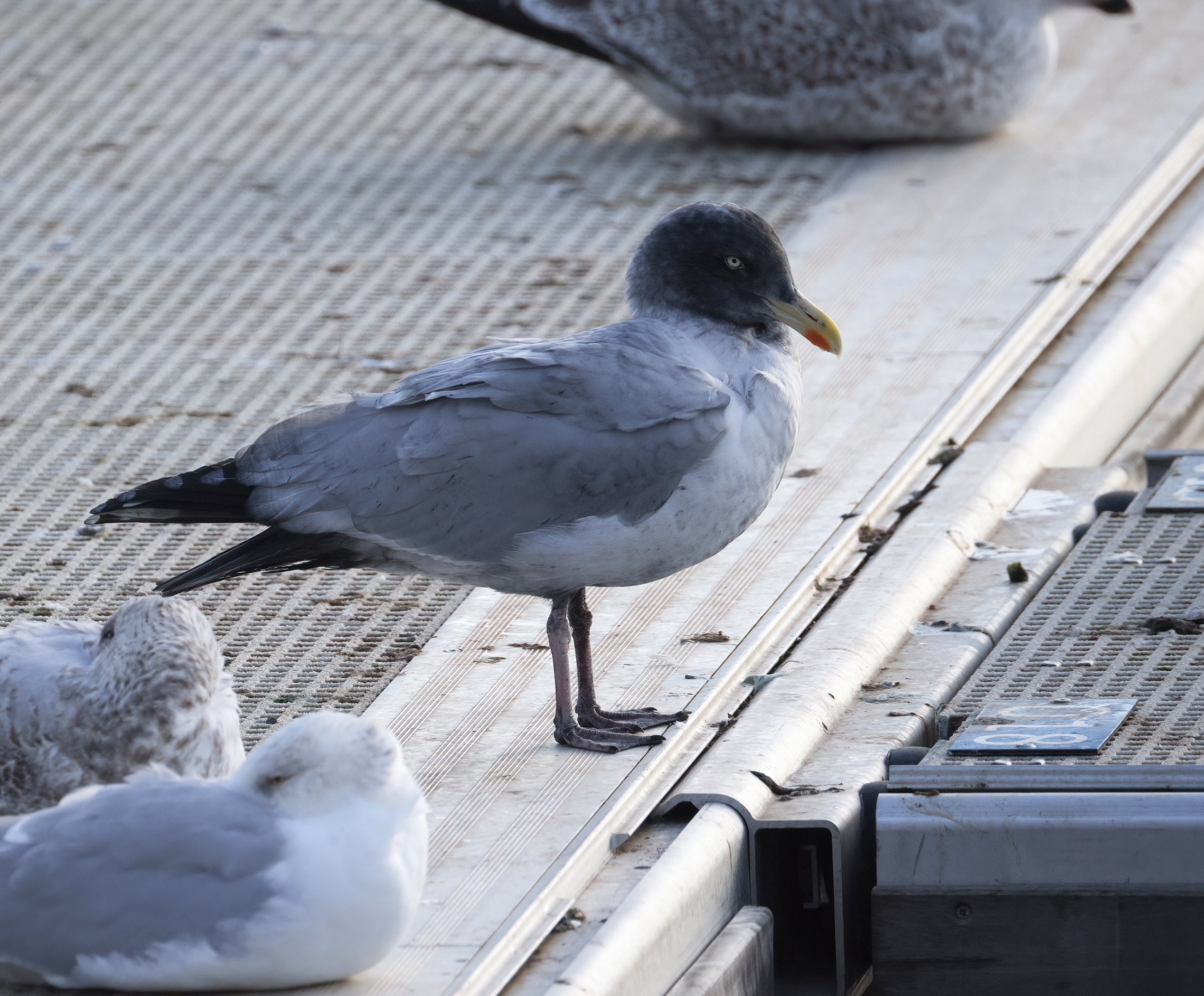 European Herring Gull by Stephen Ray - BirdGuides