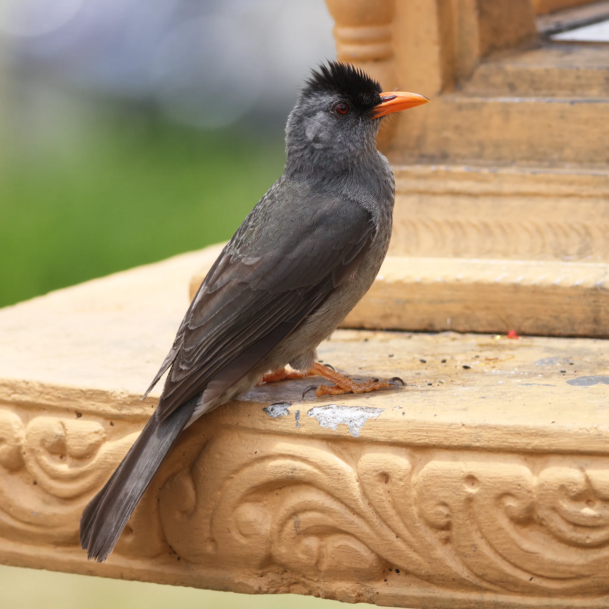 Details : Mauritius Bulbul - BirdGuides