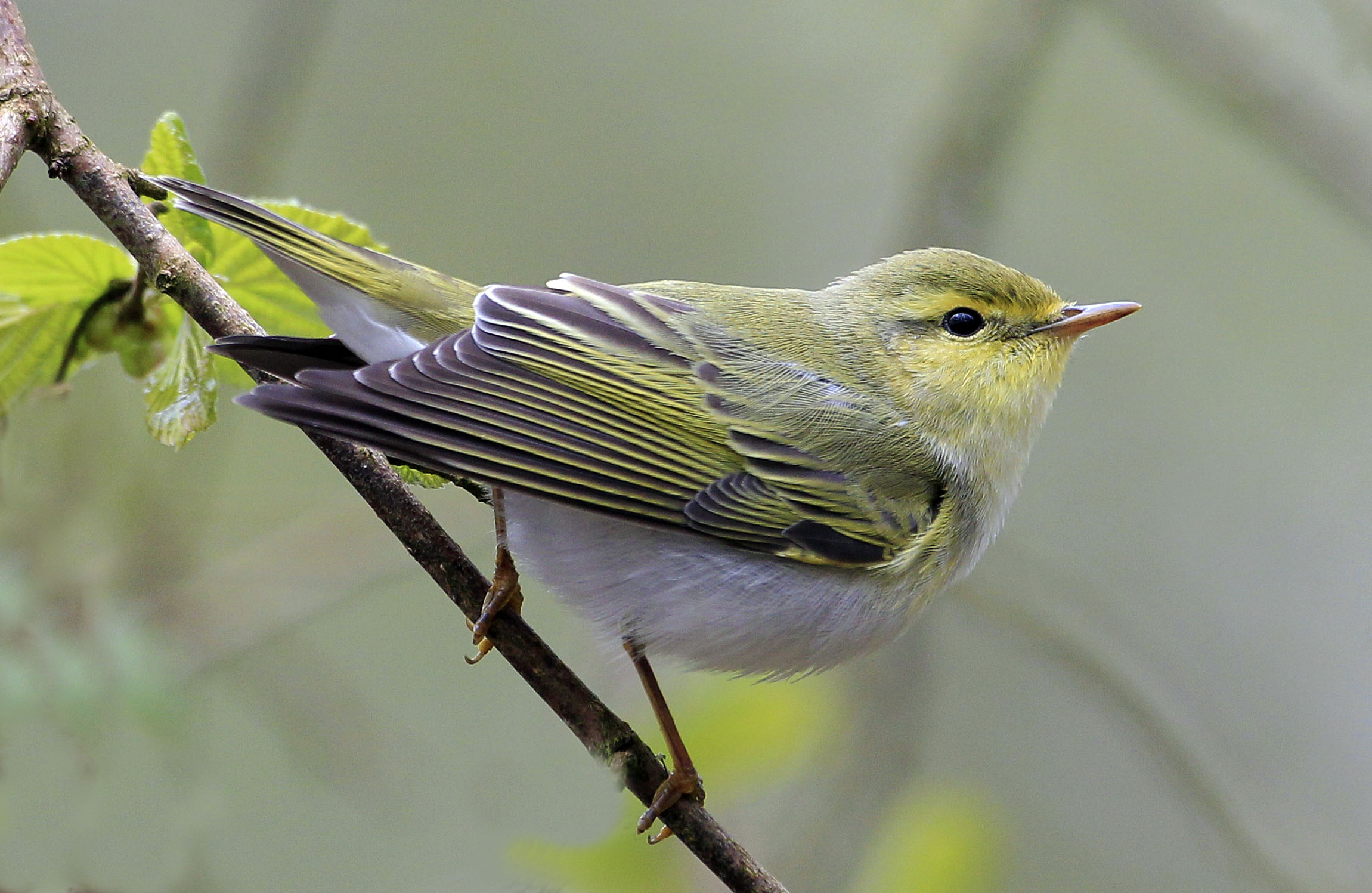 Details : Wood Warbler - BirdGuides