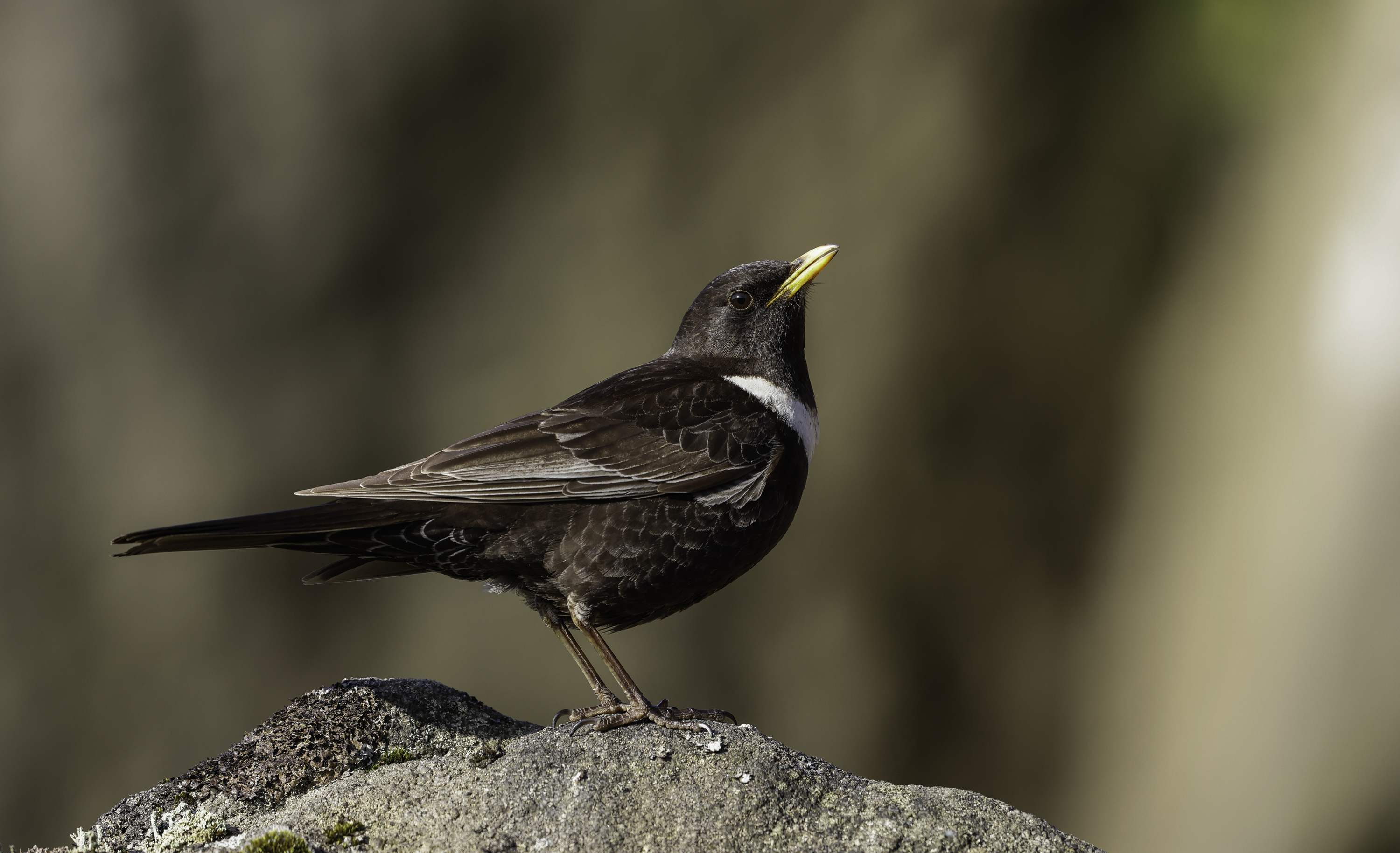 Ring Ouzel by Mark Dunhill - BirdGuides