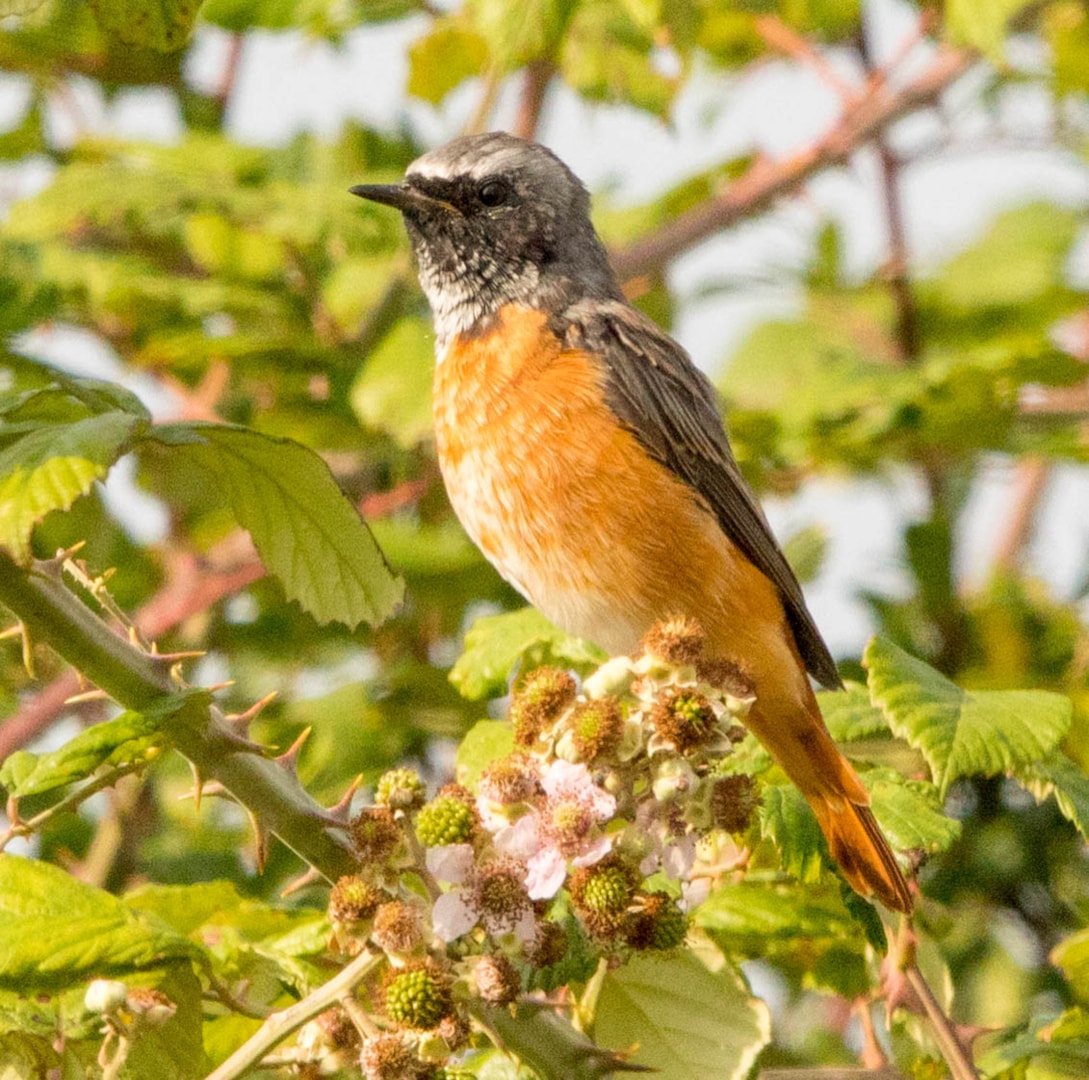 Common Redstart by Paul Woolams - BirdGuides