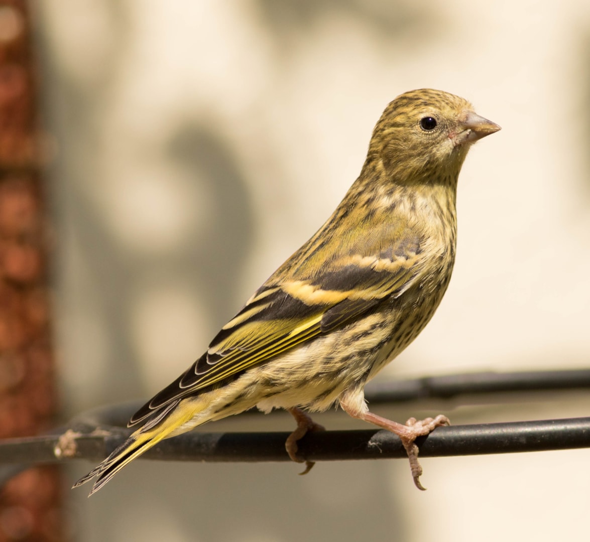 Eurasian Siskin by Paul Woolams - BirdGuides
