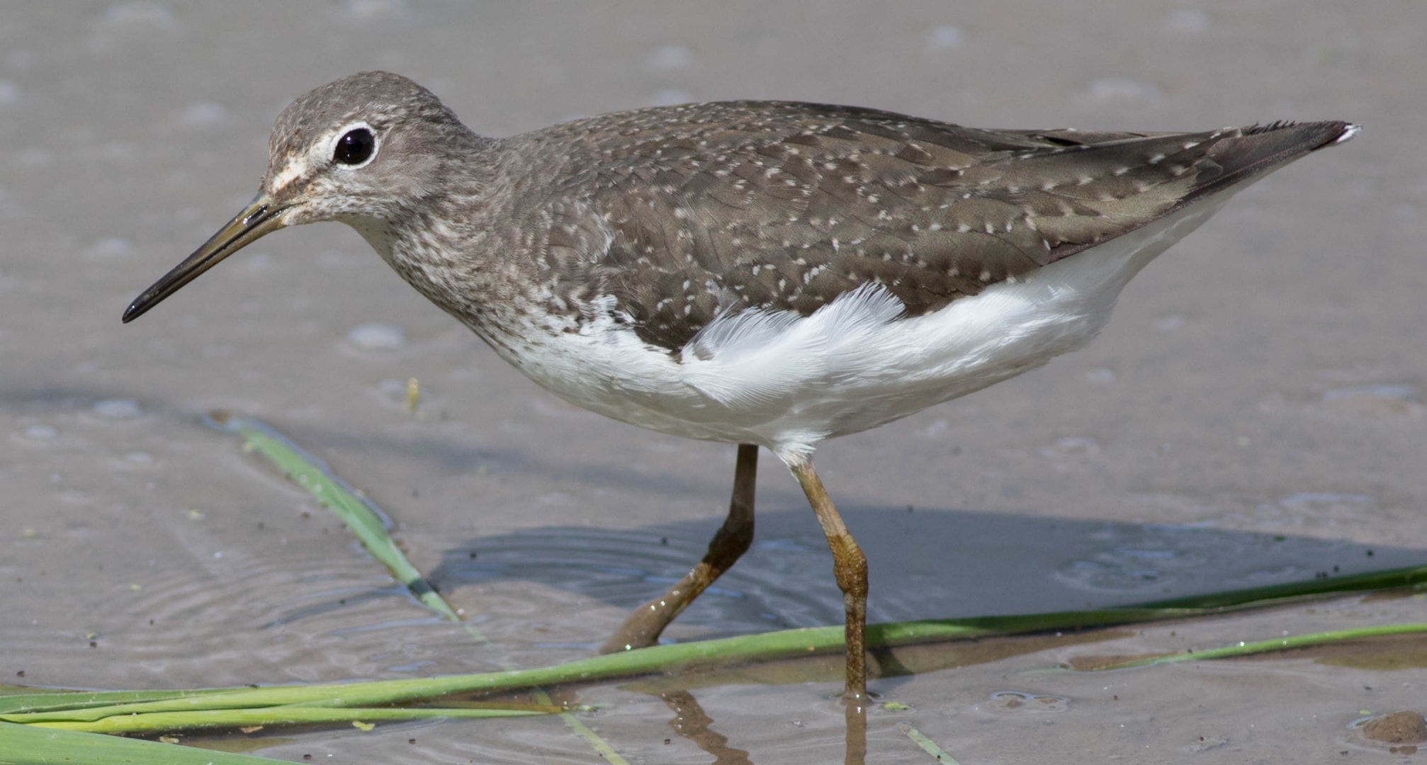Green Sandpiper by Paul Woolams - BirdGuides