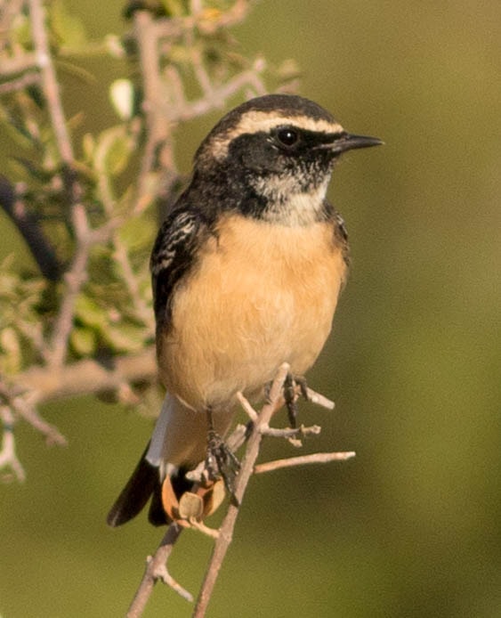 Cyprus Wheatear by Paul Woolams - BirdGuides