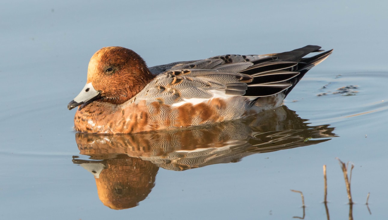 Eurasian Wigeon by Paul Woolams - BirdGuides
